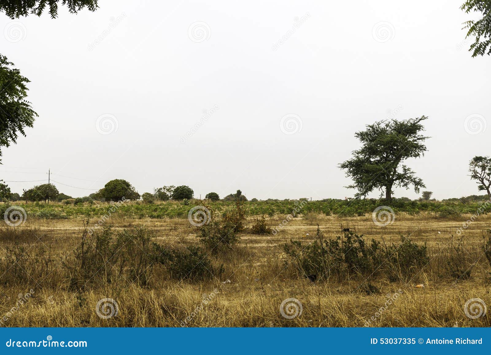 Sahel Landscape