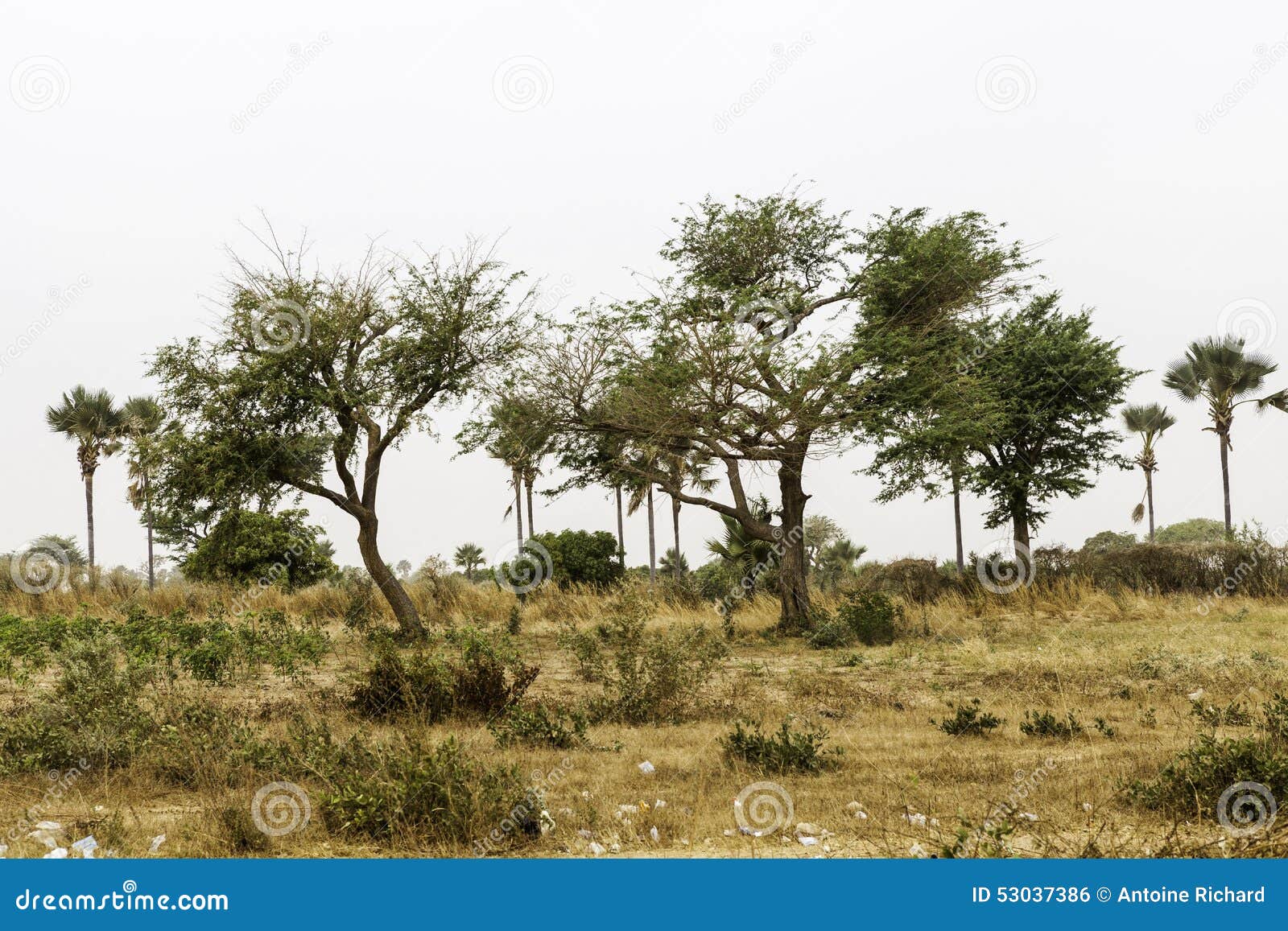 Sahel landscape stock photo. Image of green, nature, senegal - 53037386