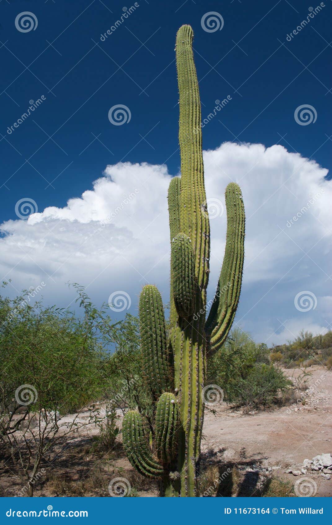 Sahuaro Cactus stock photo. Image of arizona, mountains - 11673164