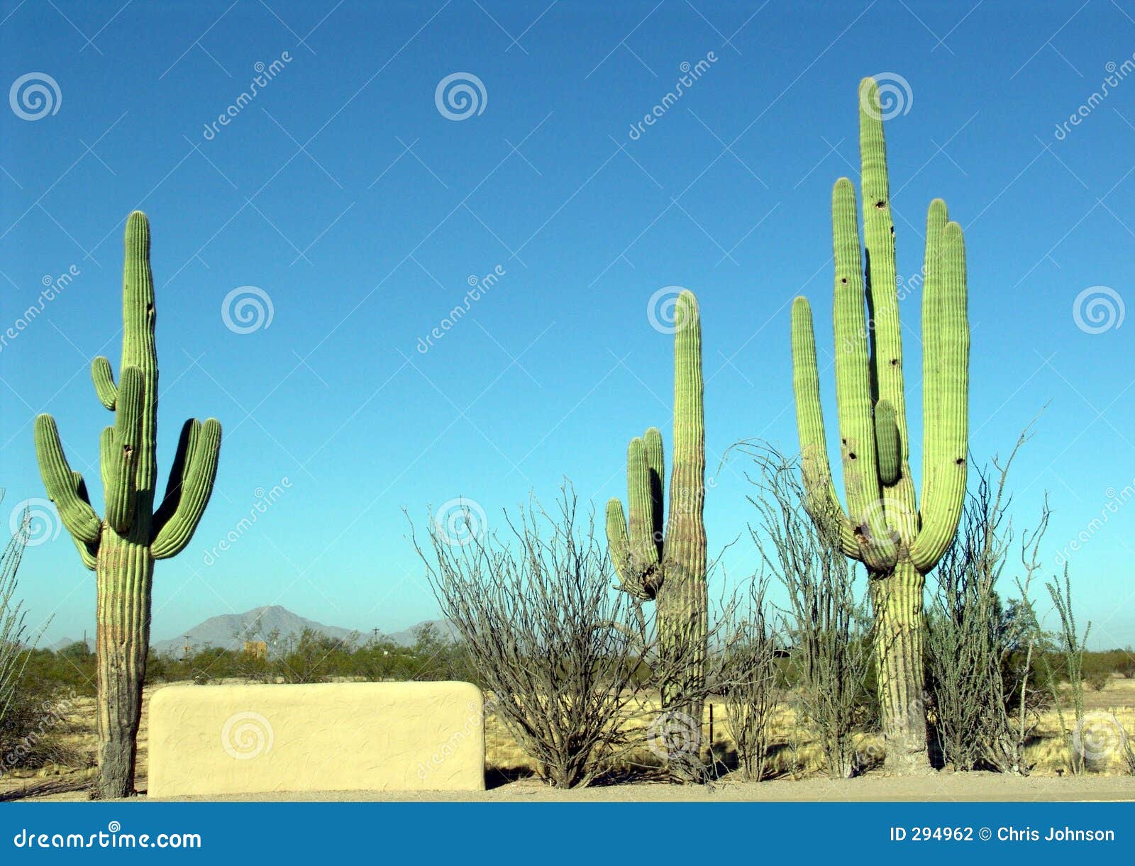 Sahuaro Cactus stock photo. Image of mountains, adobe, sahuaros - 294962