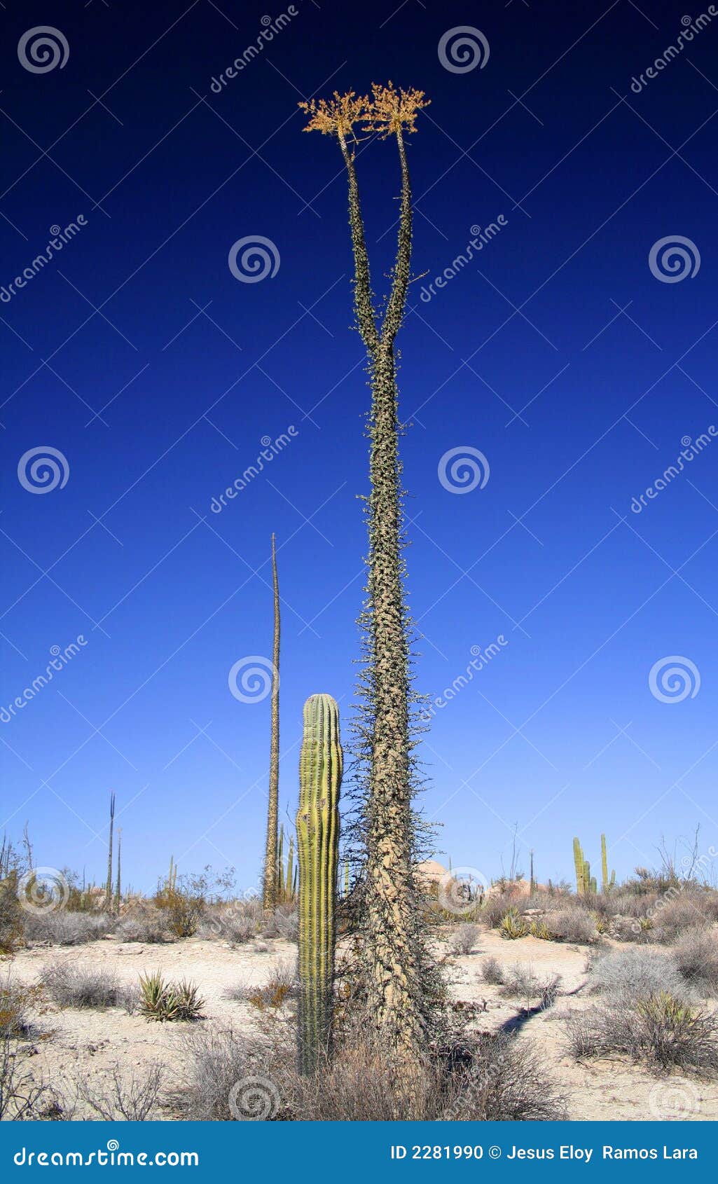 Sahuaro and candle stock photo. Image of park, warming - 2281990