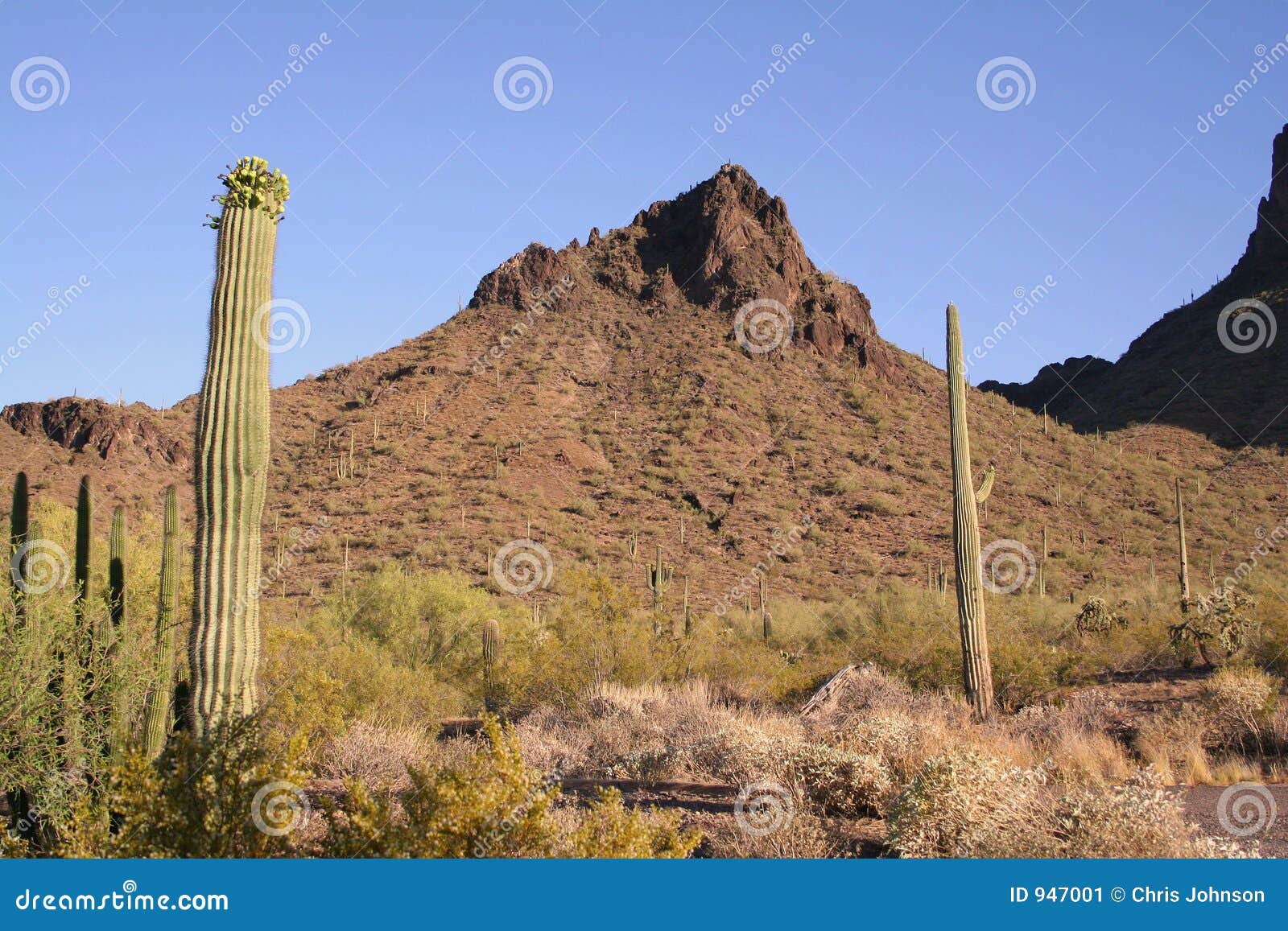 Sahuaro National Monument stock image. Image of secenery - 947001