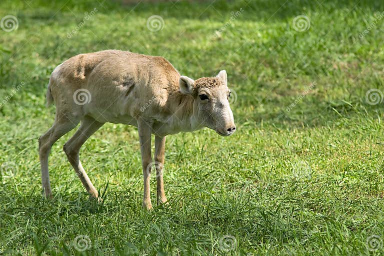 Saiga stock photo. Image of saiga, natural, antelope, animal - 5750050