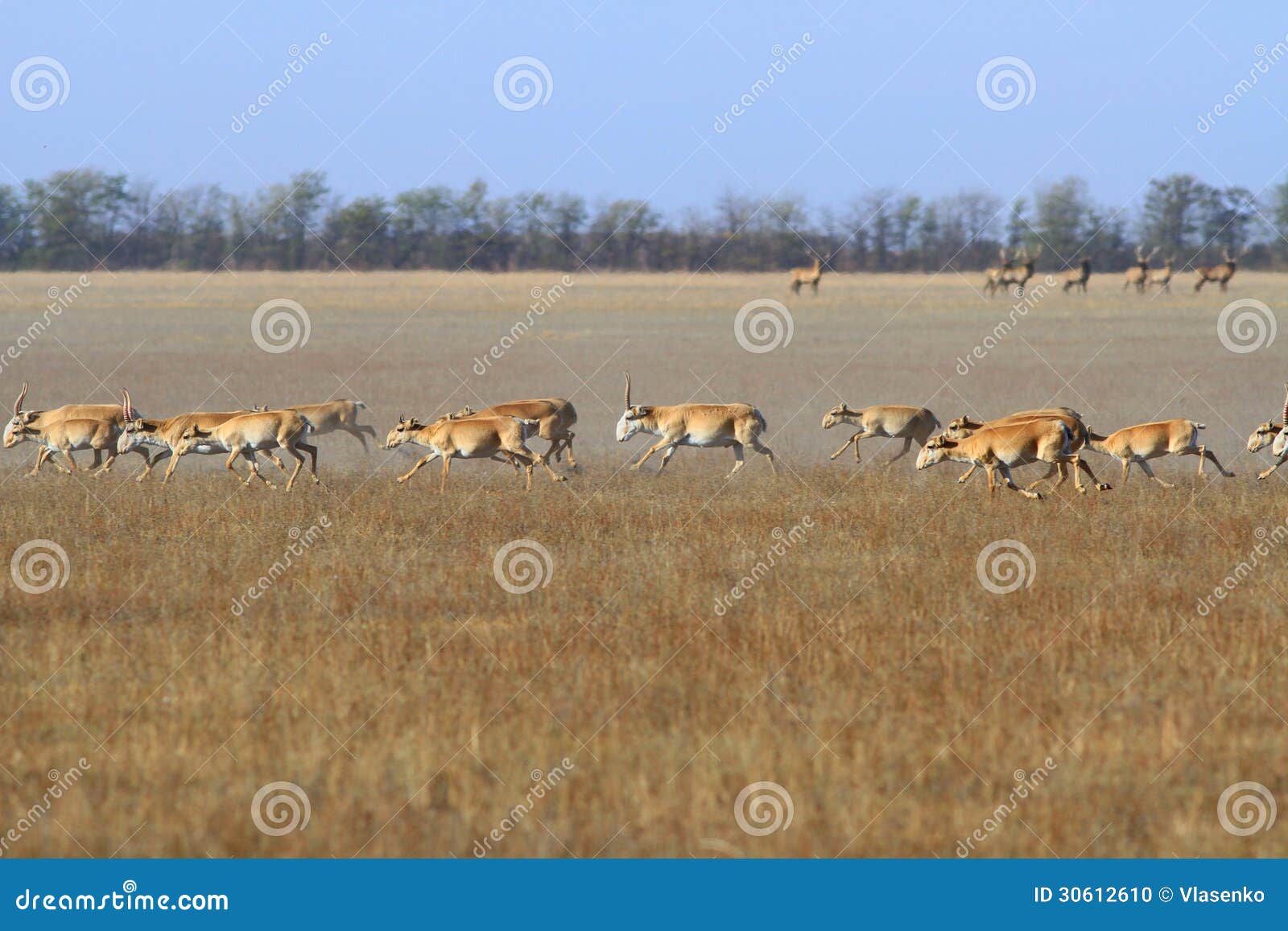 Saiga tatarica stock photo. Image of fine, movement, steppe - 30612610