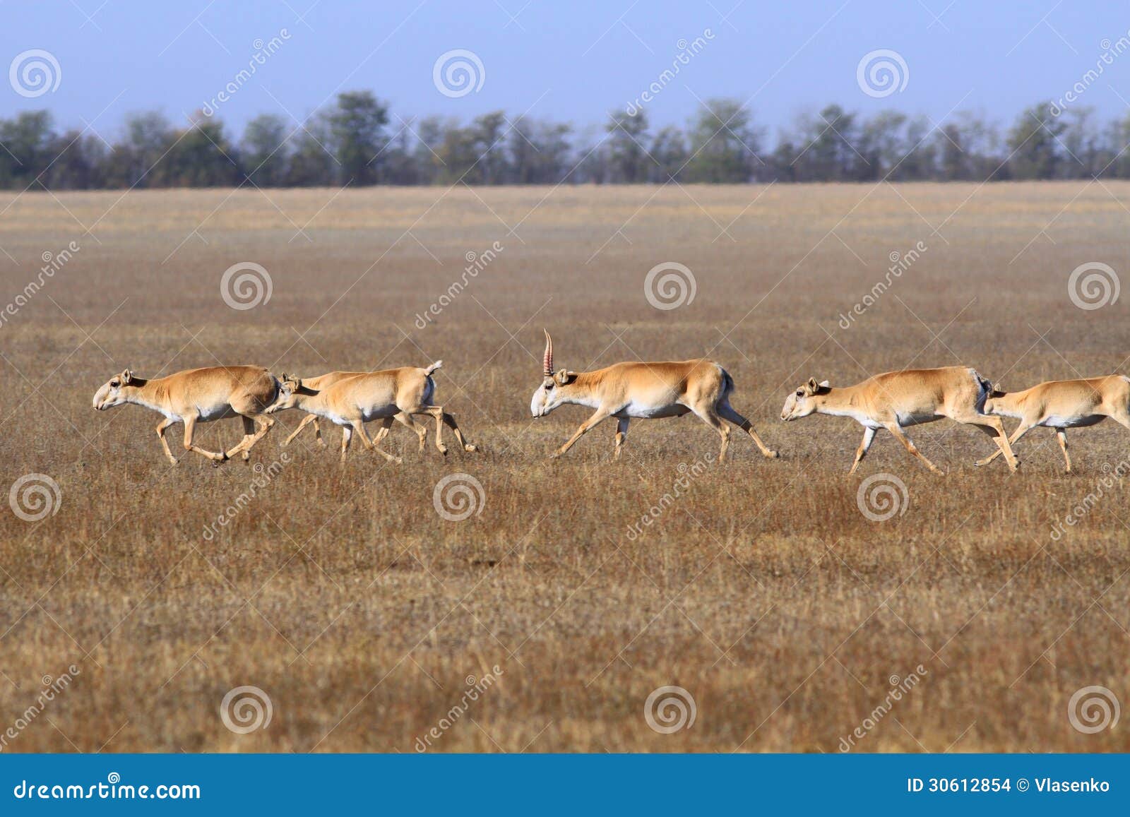 Saiga tatarica stock photo. Image of tundra, plain, grazing - 30612854