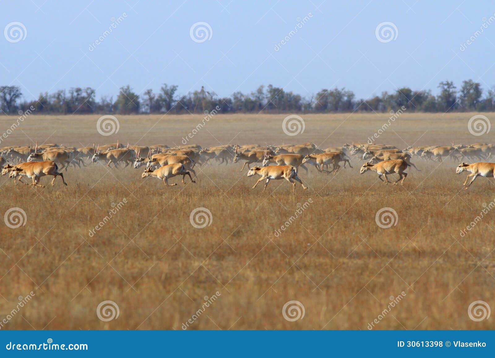 Saiga tatarica stock photo. Image of field, pasture, steppe - 30613398