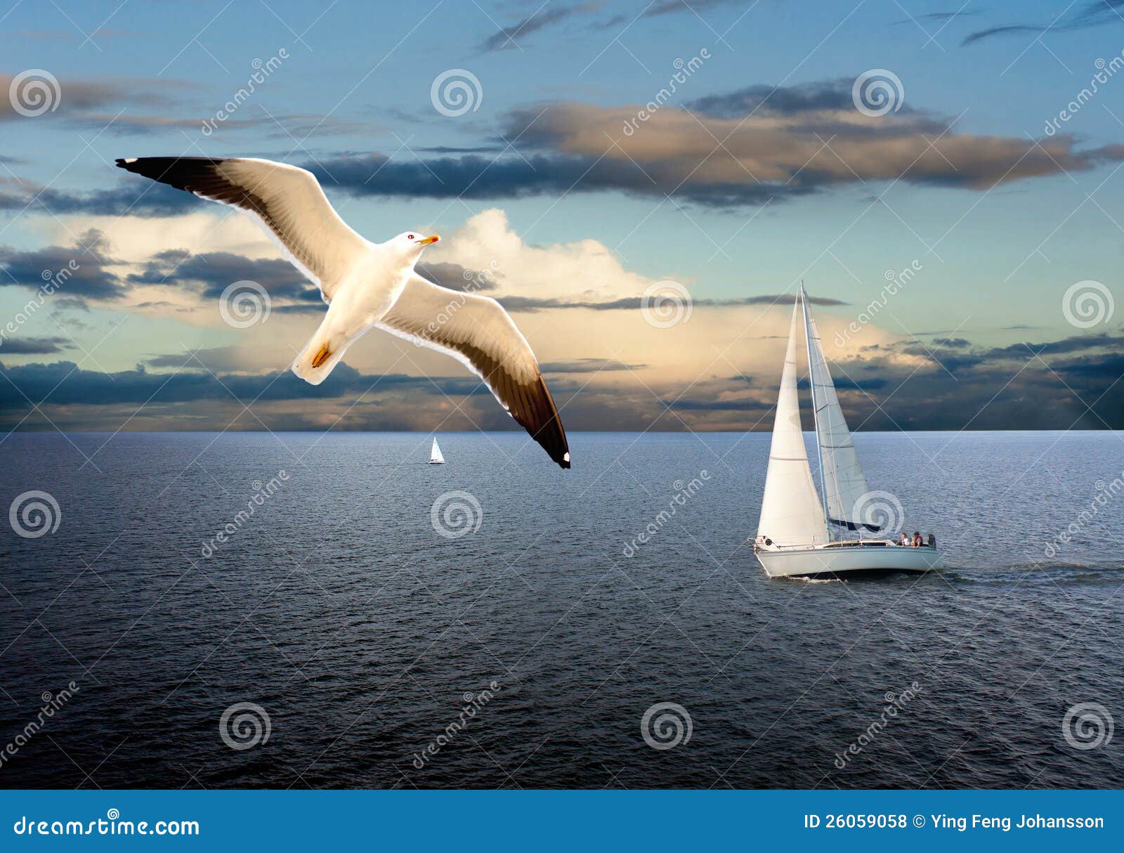Sail boat and seagull stock photo. Image of flying, boat - 26059058