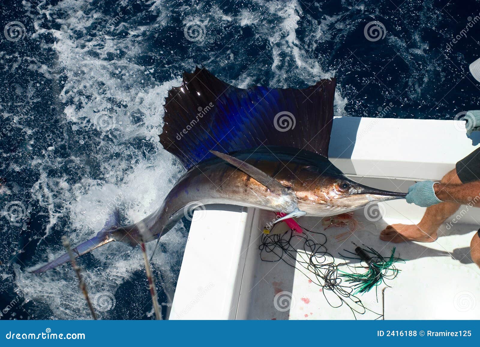 Sail Fish coming out stock photo. Image of hook, people - 2416188