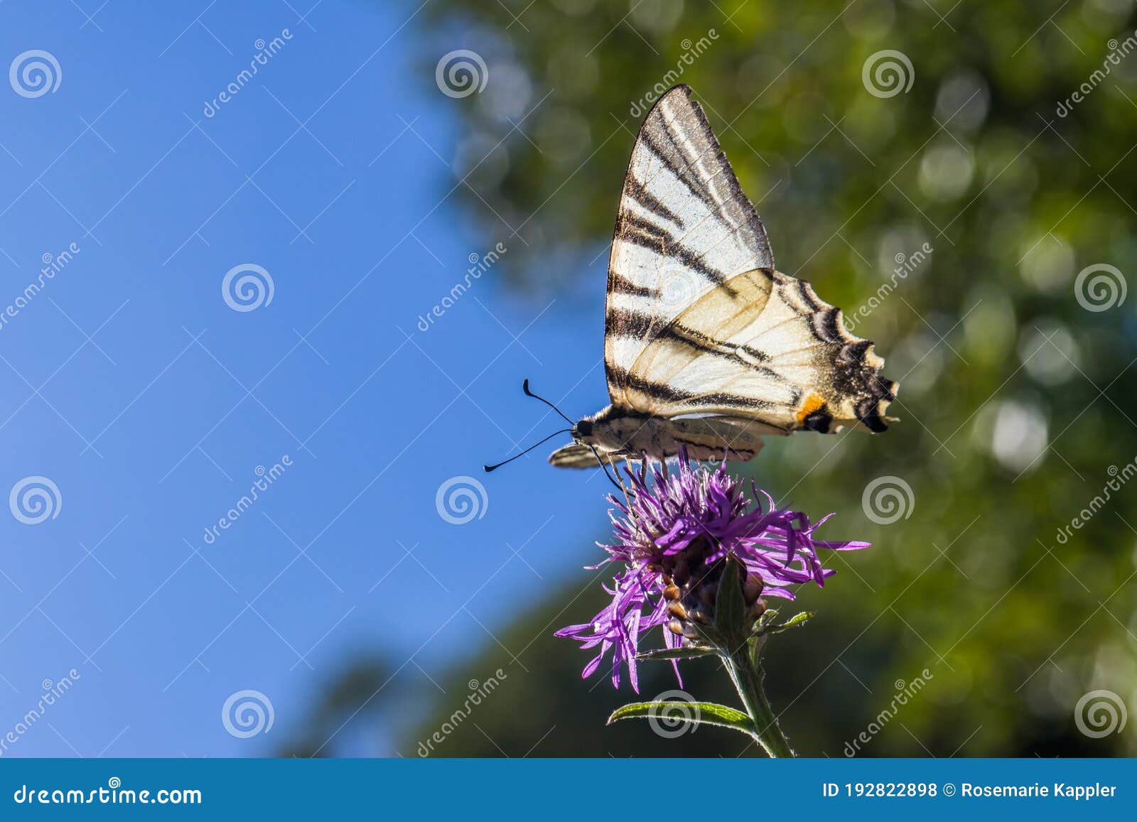 Sail Moth Iphiclides Podalirius Stock Photo - Image of fritillary ...