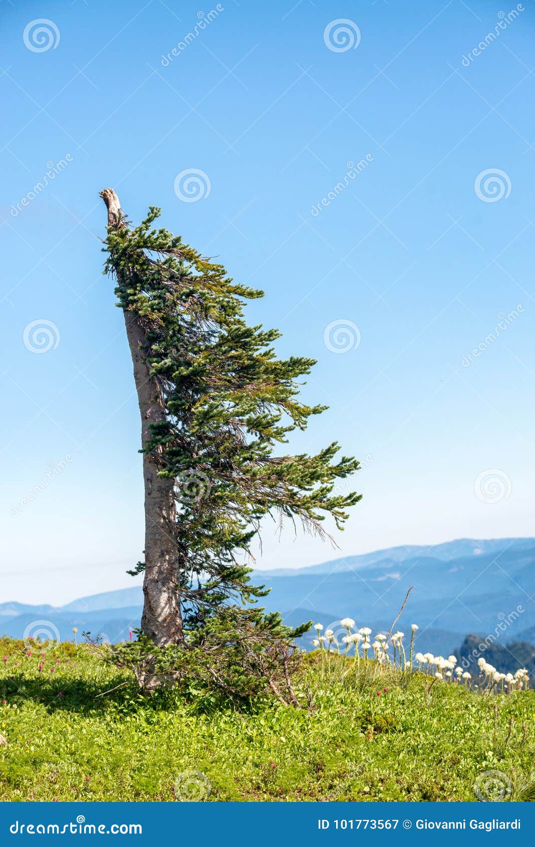 Sail Shaped Tree on a Mountain Meadow Stock Image - Image of concept ...