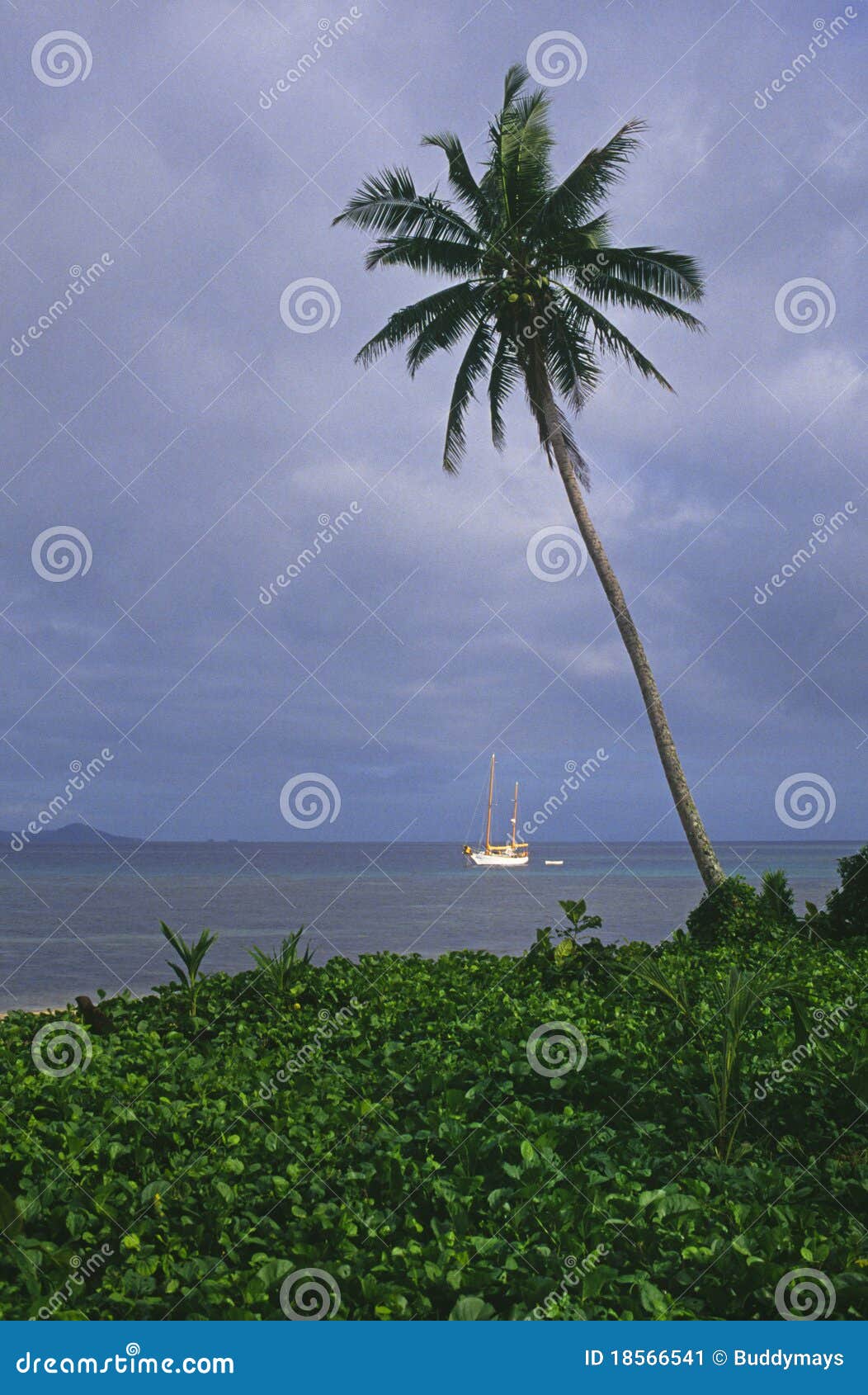 Sailboat and palm tree stock image. Image of shells, sailing - 18566541
