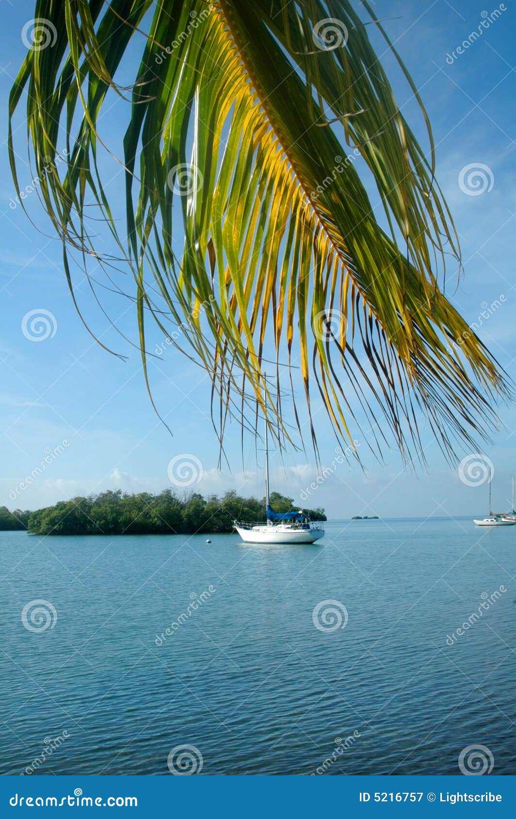 Sailboat and palm tree stock image. Image of holiday, summer - 5216757