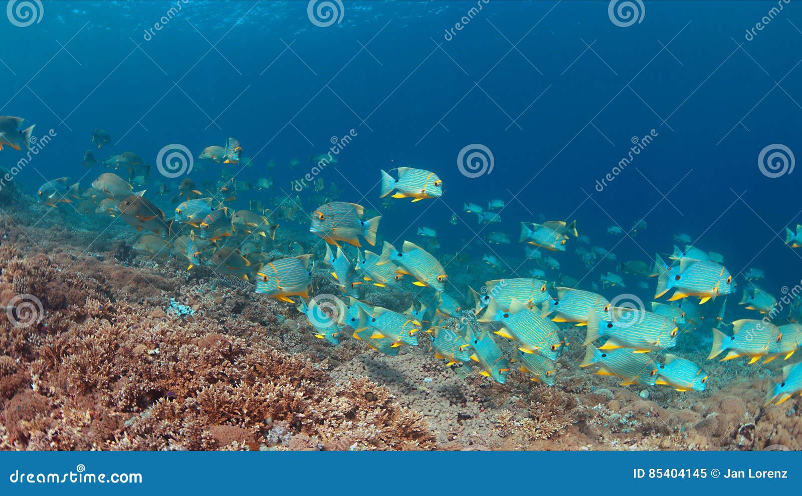 Sailfin and Blubberlip Snapper on a Coral Reef Stock Image - Image of ...