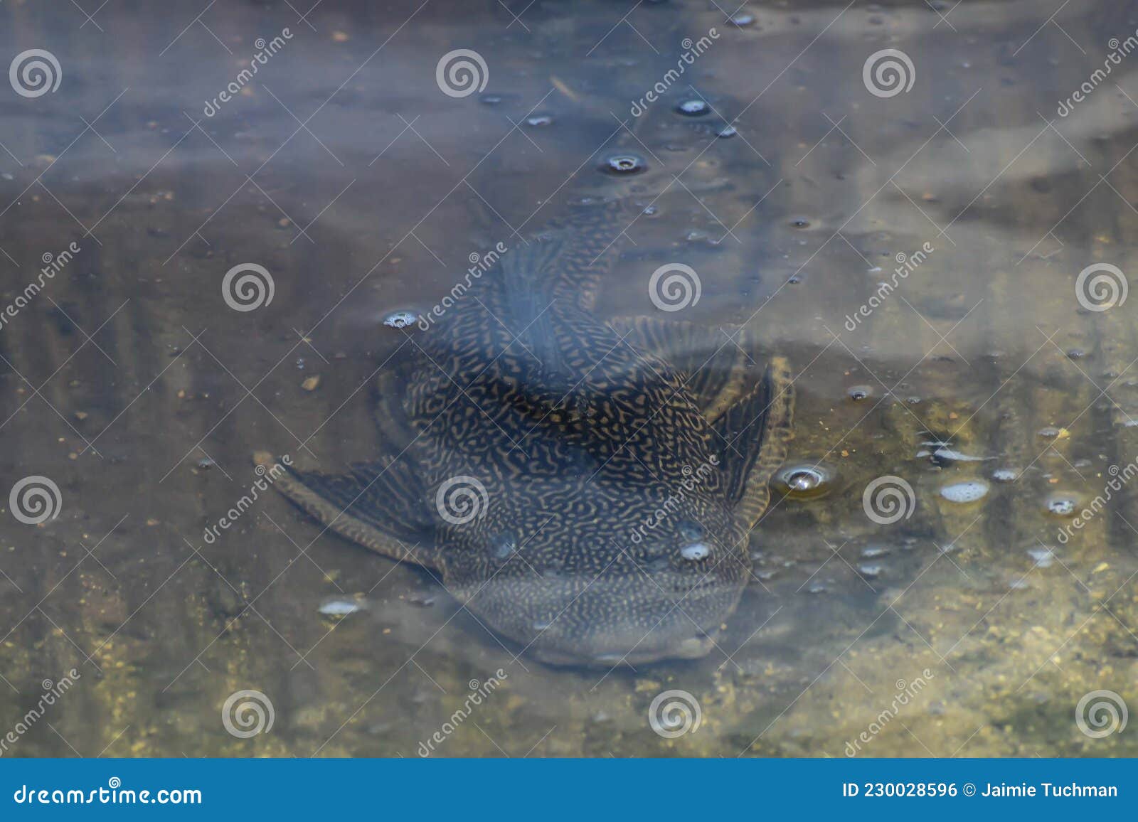 Sailfin Catfish on the Bottom of the River Stock Photo - Image of ...