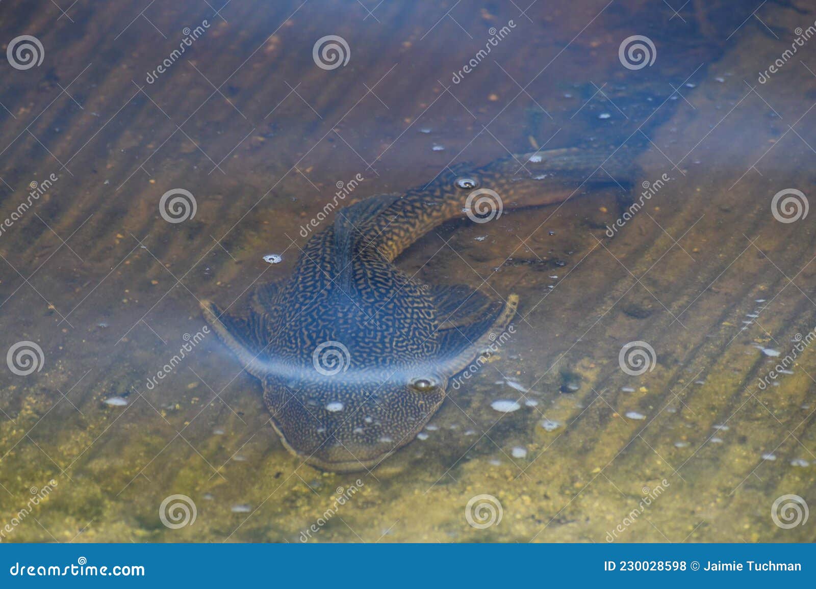 Sailfin Catfish on the Bottom of the River Stock Photo - Image of ramp ...