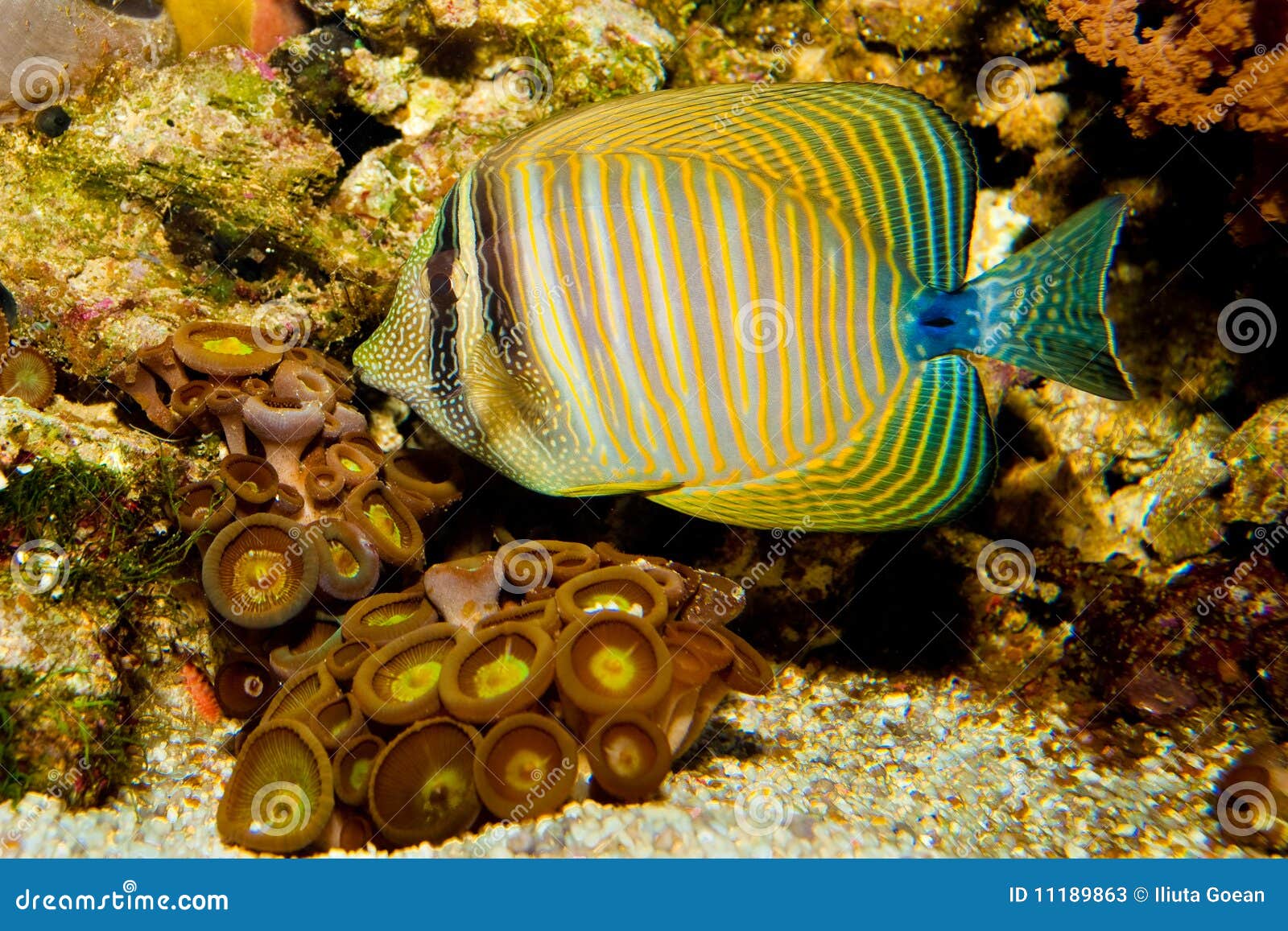 Sailfin Fish stock image. Image of aquarium, underwater - 11189863