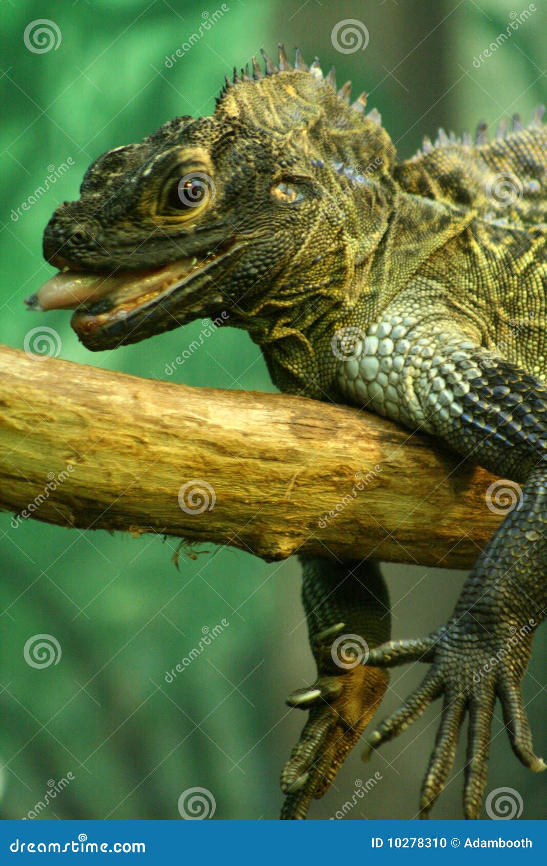 Sailfin Lizard stock photo. Image of exotic, lizard, climb - 10278310