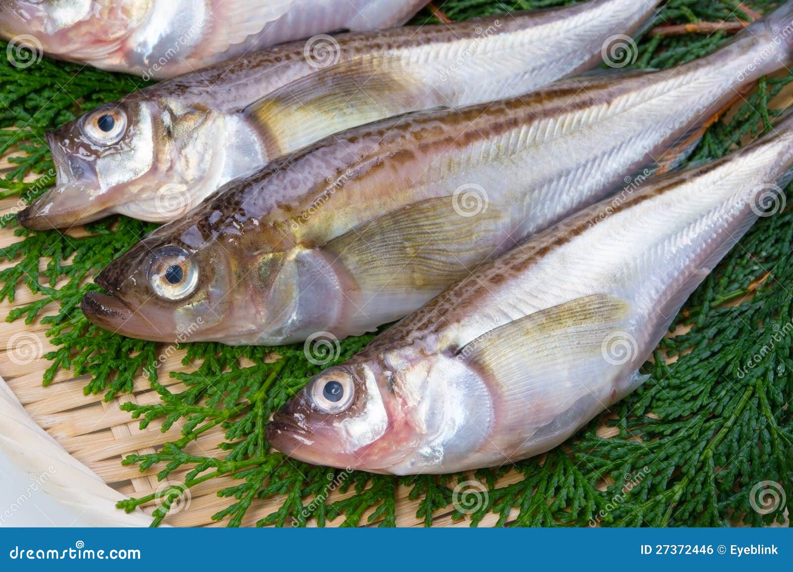 Sailfin sandfish stock photo. Image of sandfish, food - 27372446