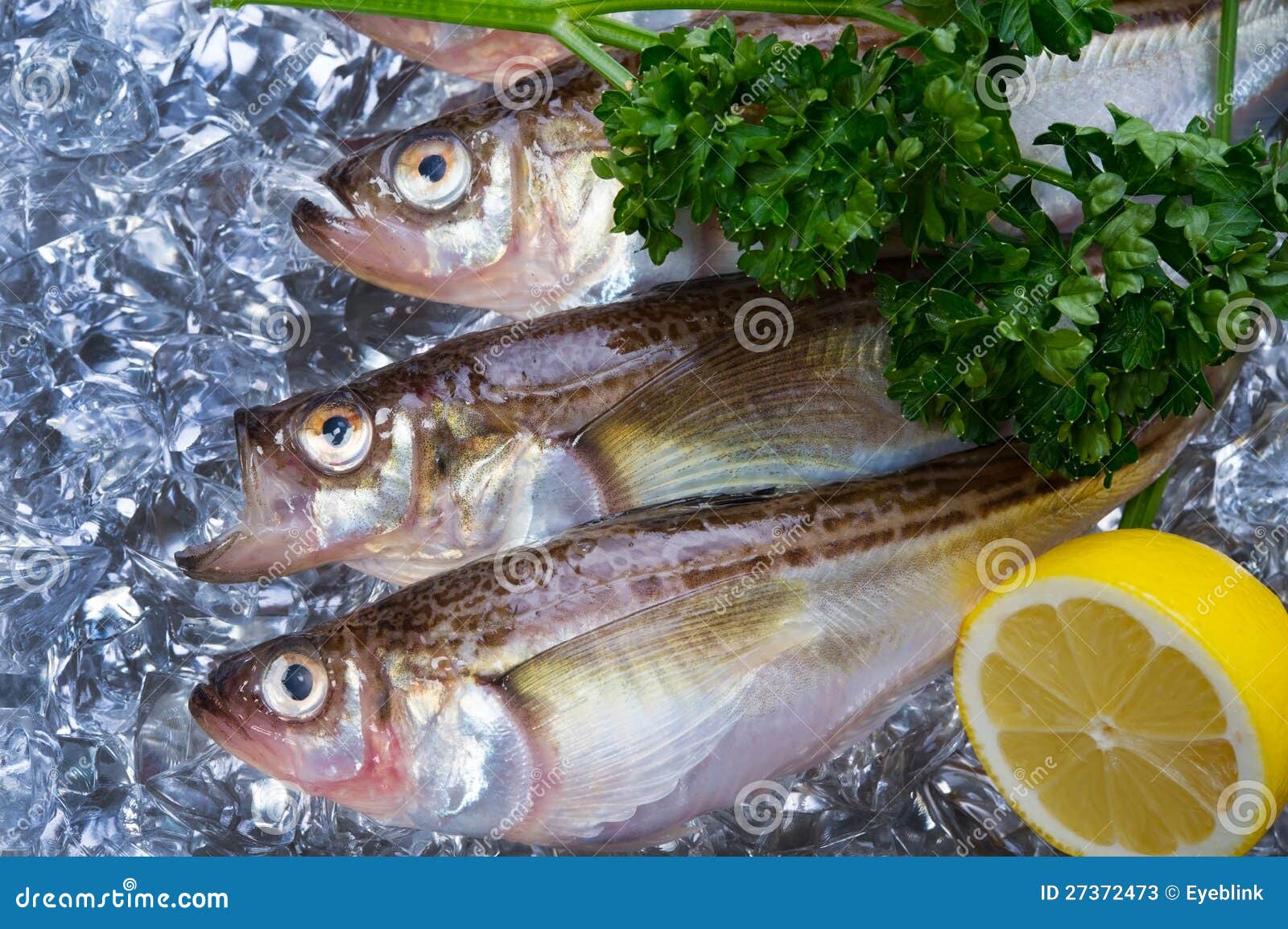 Sailfin sandfish stock afbeelding. Image of voedsel, maaltijd - 27372473