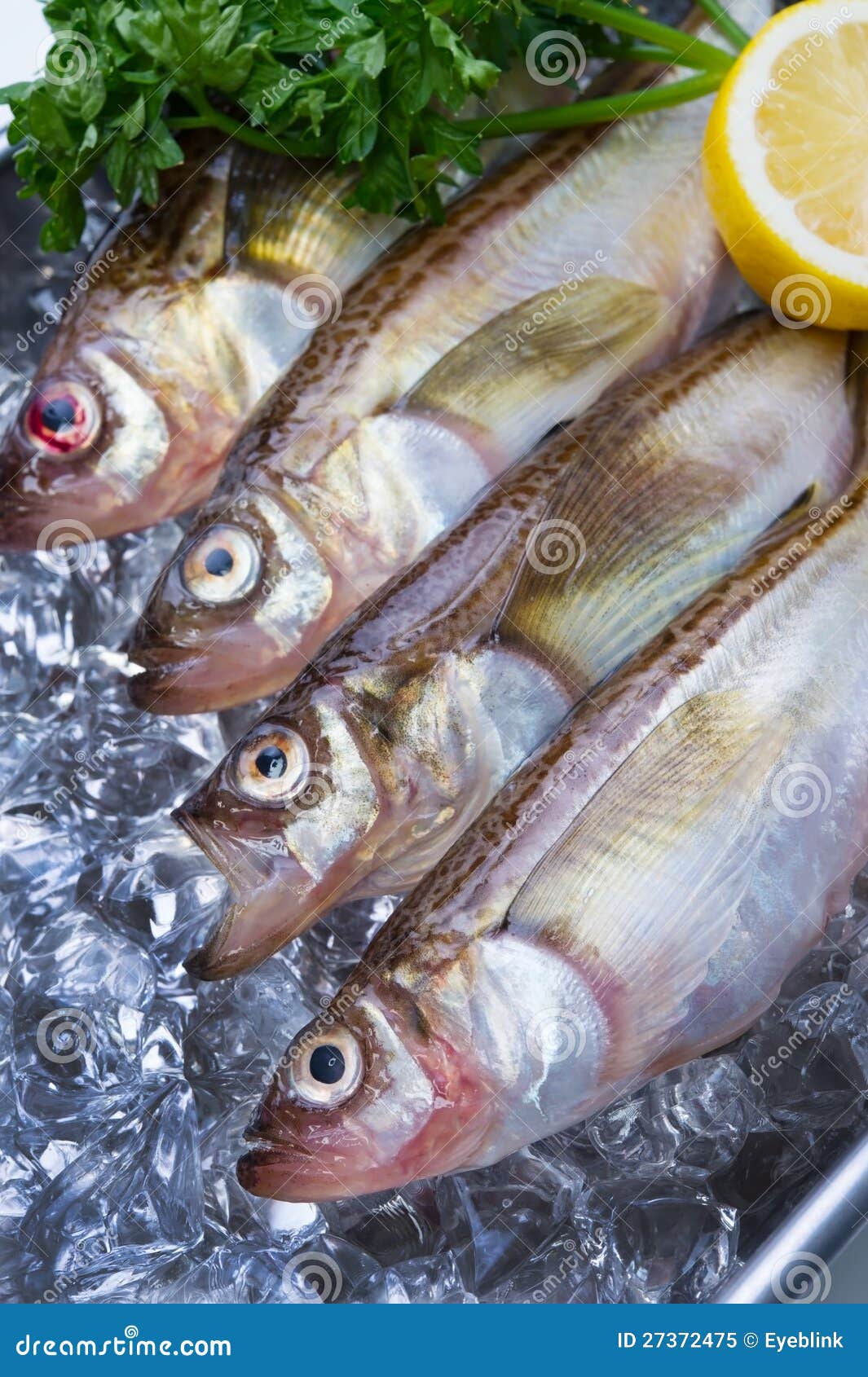 Sailfin Sandfish stockbild. Bild von diät, fische, essen - 27372475