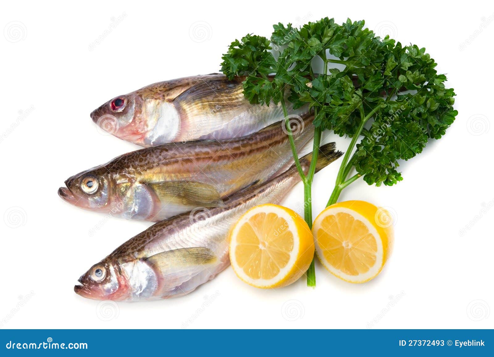 Sailfin sandfish stock image. Image of animal, eating - 27372493