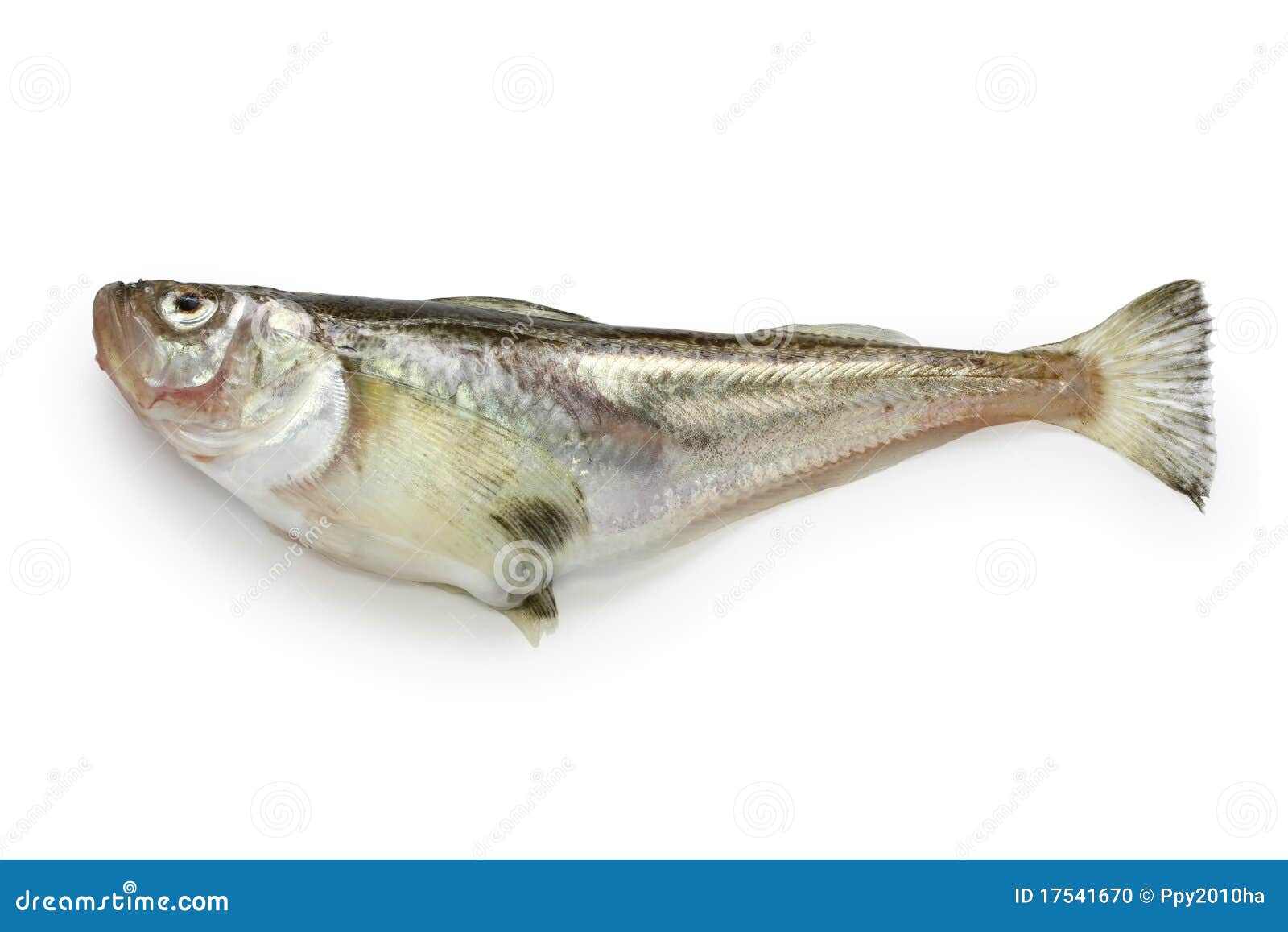 Sailfin Sandfish, Japanischer Sandfish Stockfoto - Bild von hintergrund ...