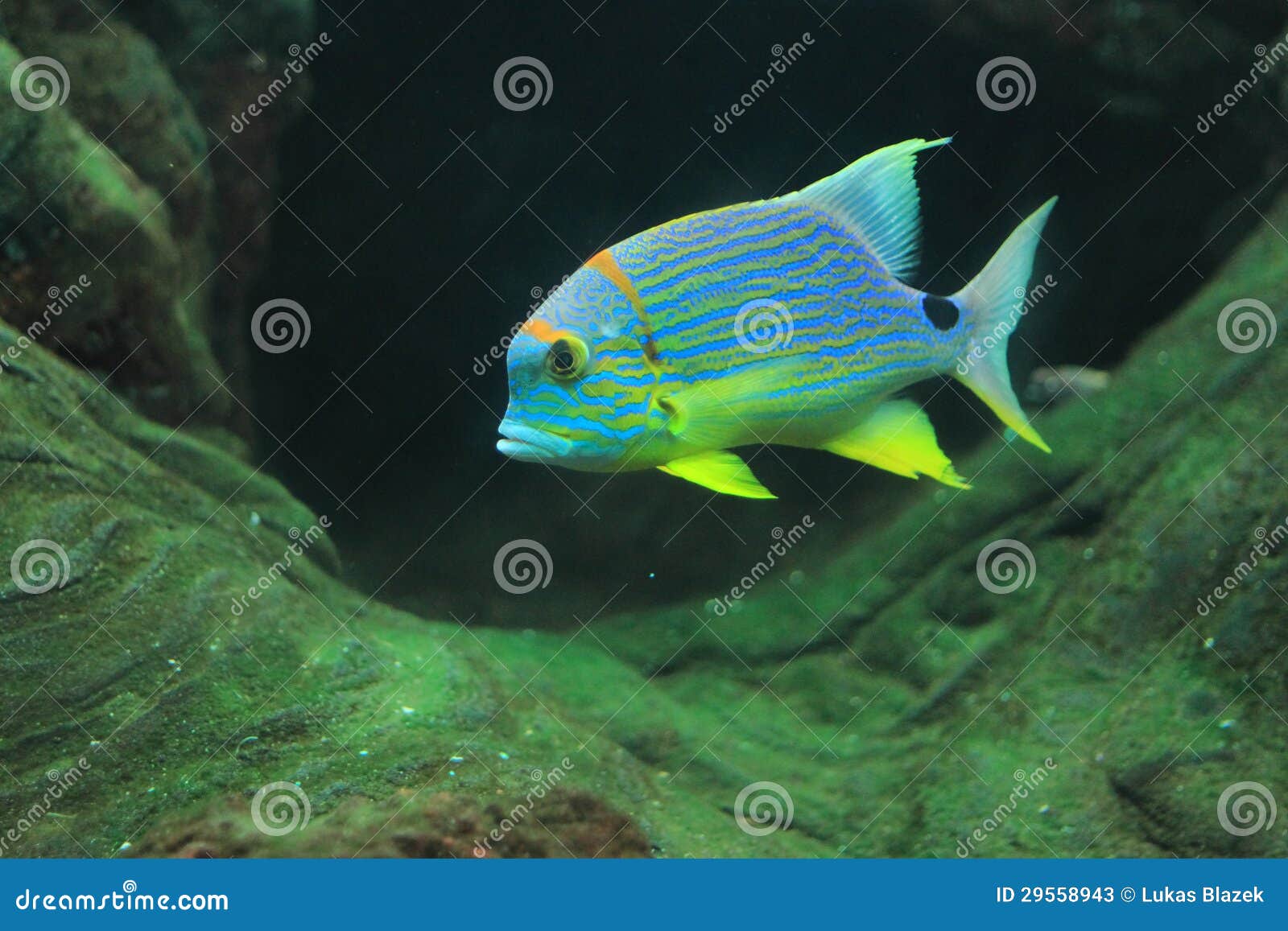 Sailfin snapper stock image. Image of animal, symphorichthys - 29558943