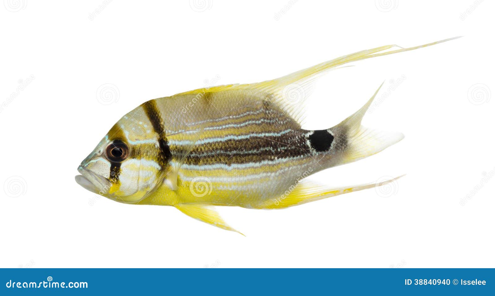 Sailfin Snapper, Symphorichthys Spilurus Stock Photo - Image of studio ...