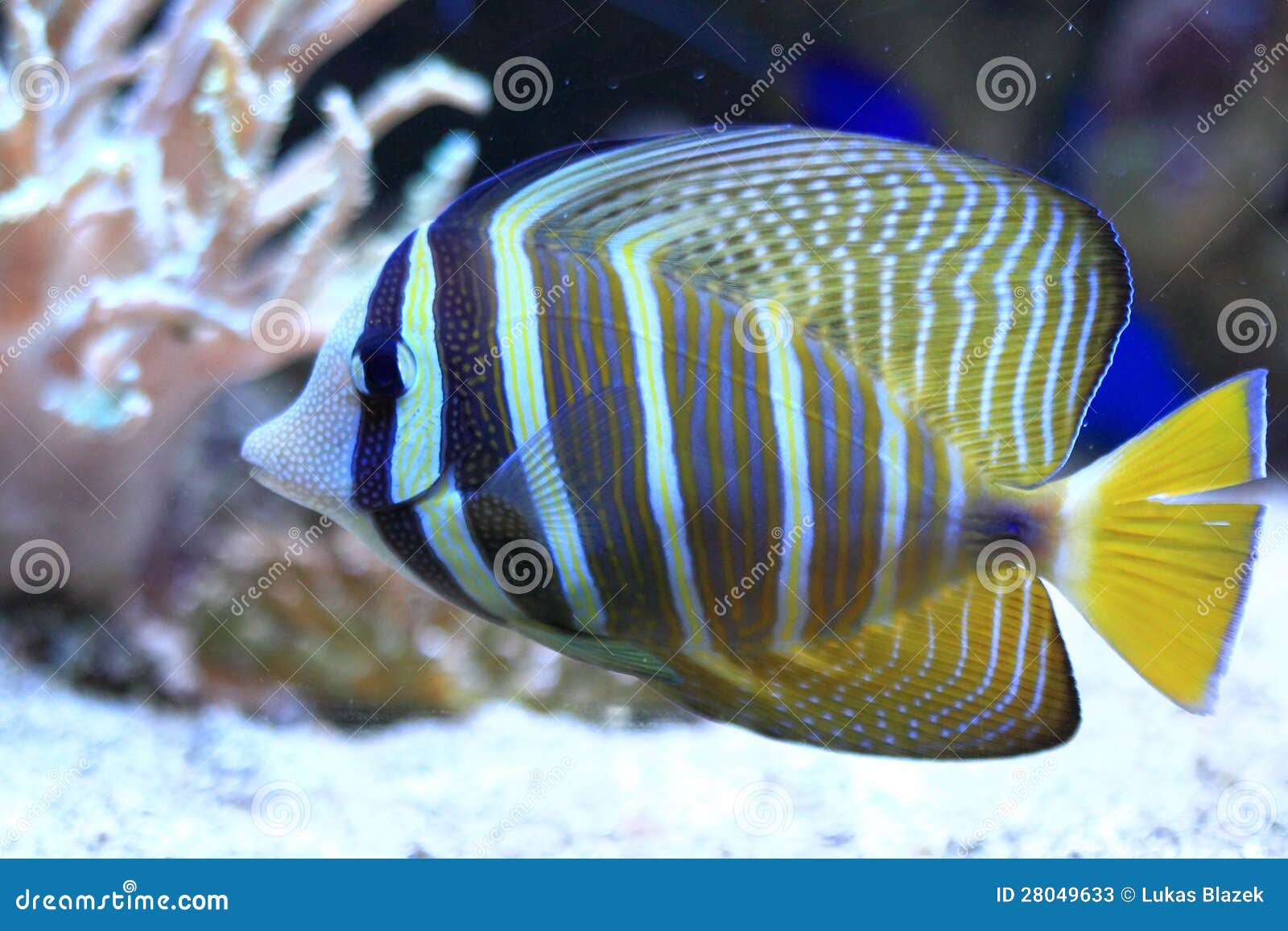 Red Sea Sailfin Tang Zebrasoma Desjardinii Isolated On A White ...