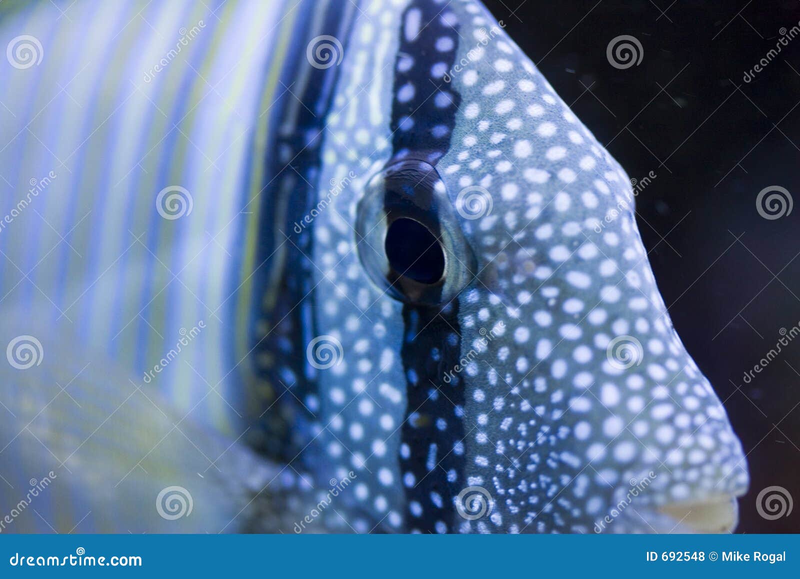 Sailfin Tang stock photo. Image of nature, environmental - 692548