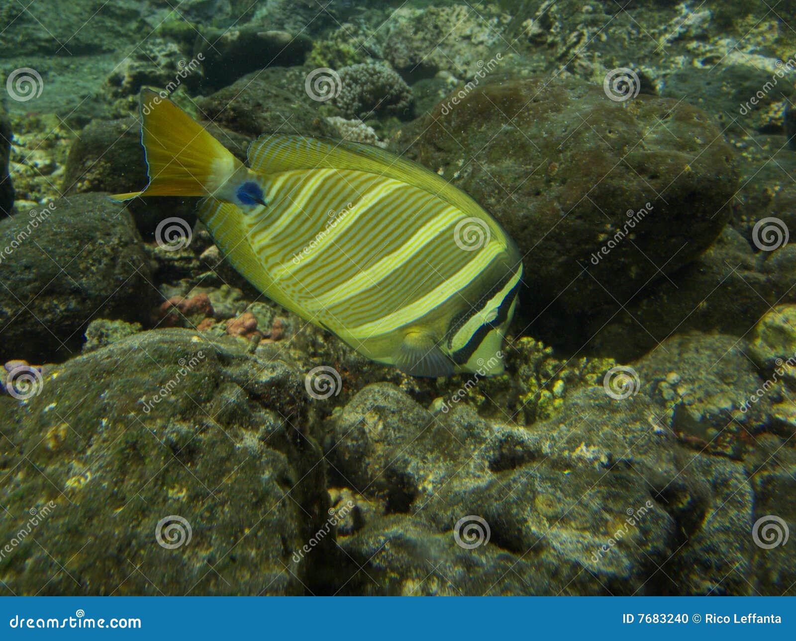 Yellow Sailfin Tang Swims Underwater. Zebrasoma Flavescens Stock ...