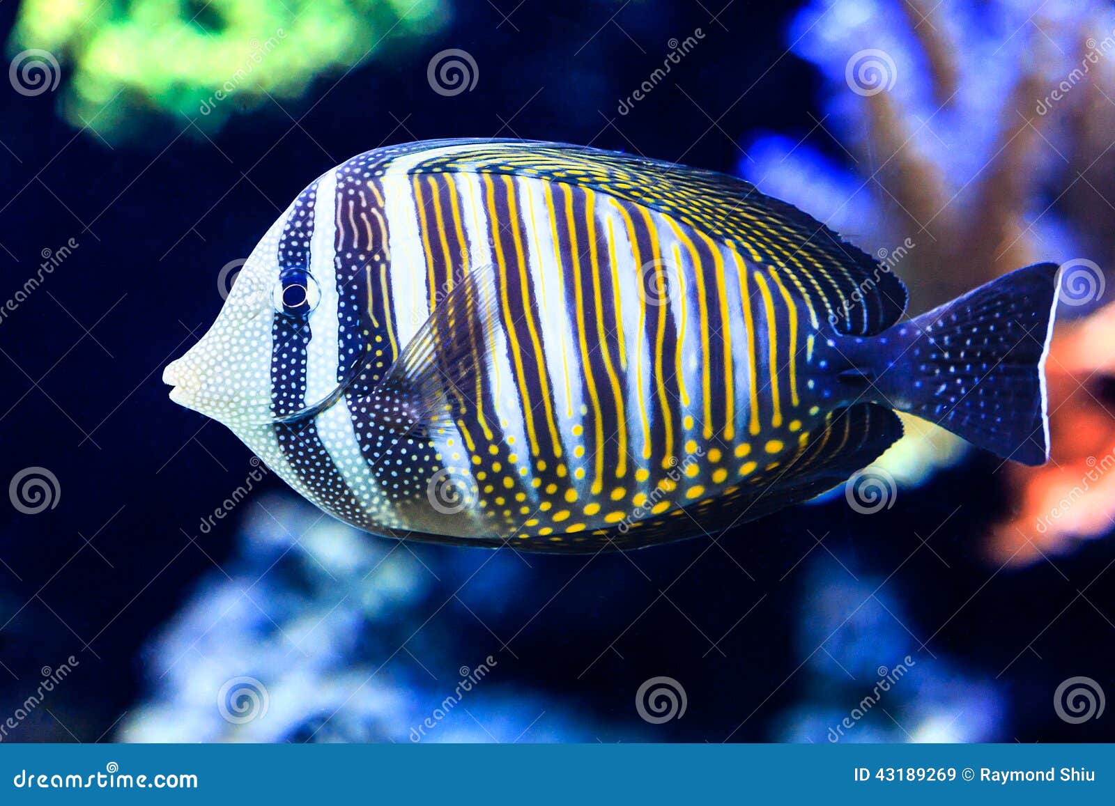 Sailfin Tang stock image. Image of banded, yellow, stripes - 43189269