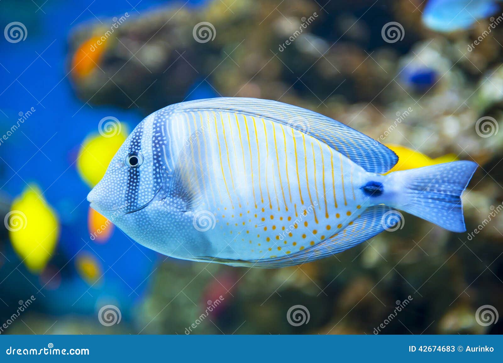 Red Sea Sailfin Tang Or Desjardin`s Sailfin Tang At Coral Reef Royalty ...