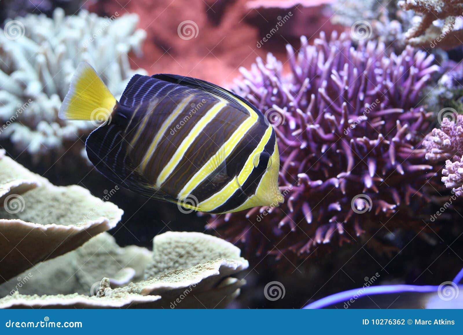 Sailfin Tang (Zebrasoma Veliferum) Stock Photo - Image of dory, fish ...