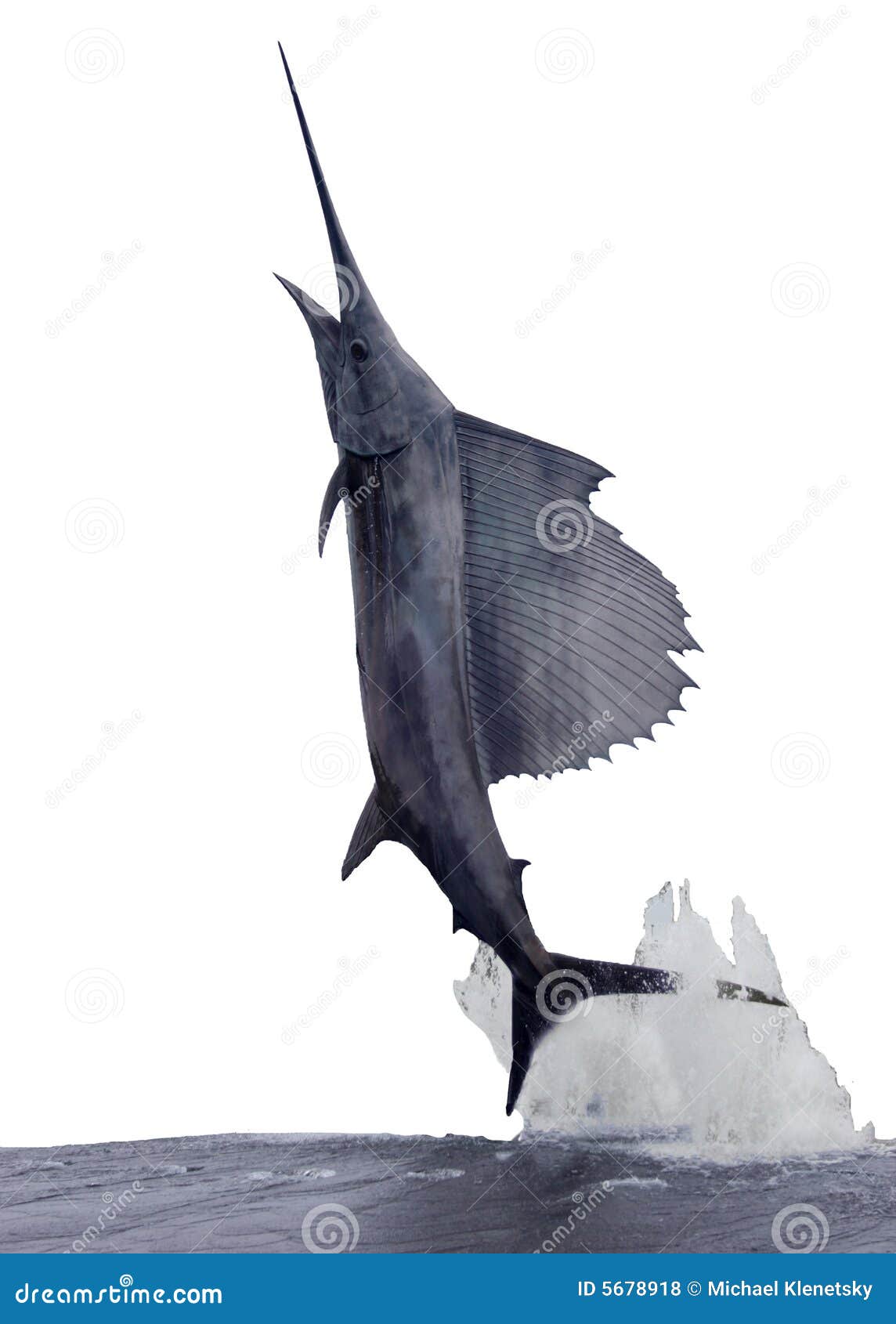 Sailfish stock photo. Image of sailfish, marlin, marine - 5678918