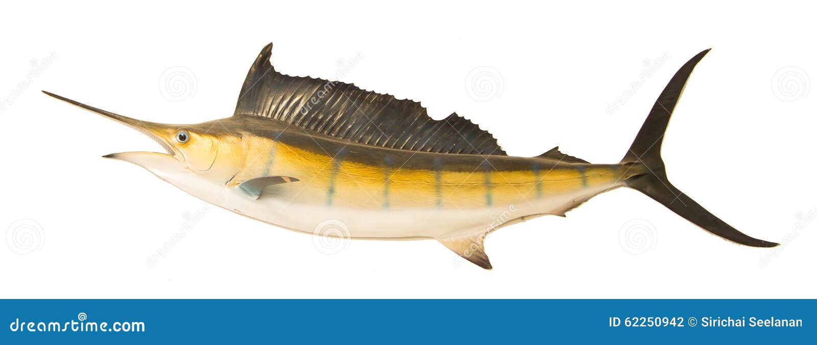 Sailfish Flying Midair Isolated White Background Use For Marine Royalty ...