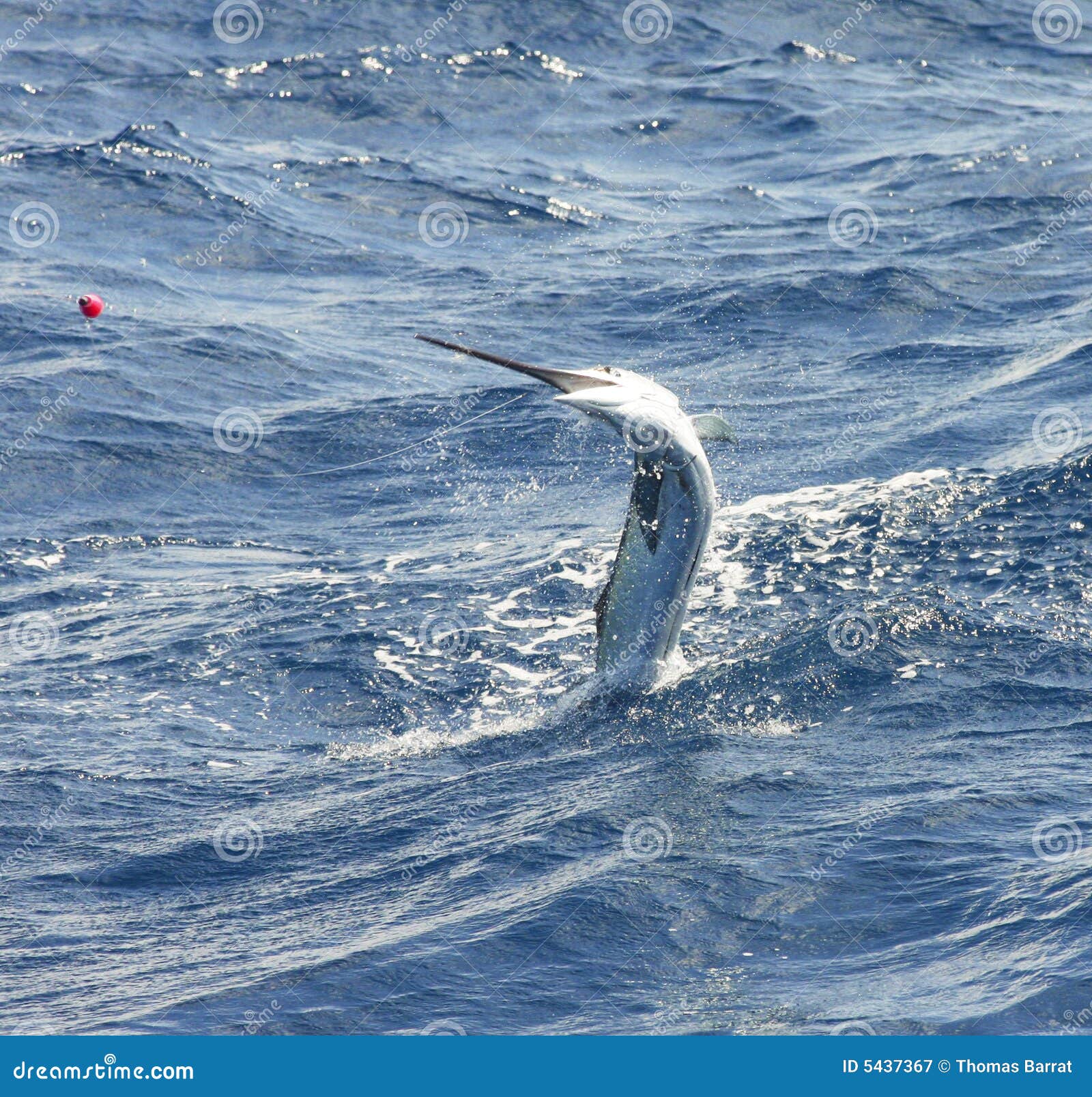 Sailfish Jumping stock image. Image of hooked, offshore - 5437367