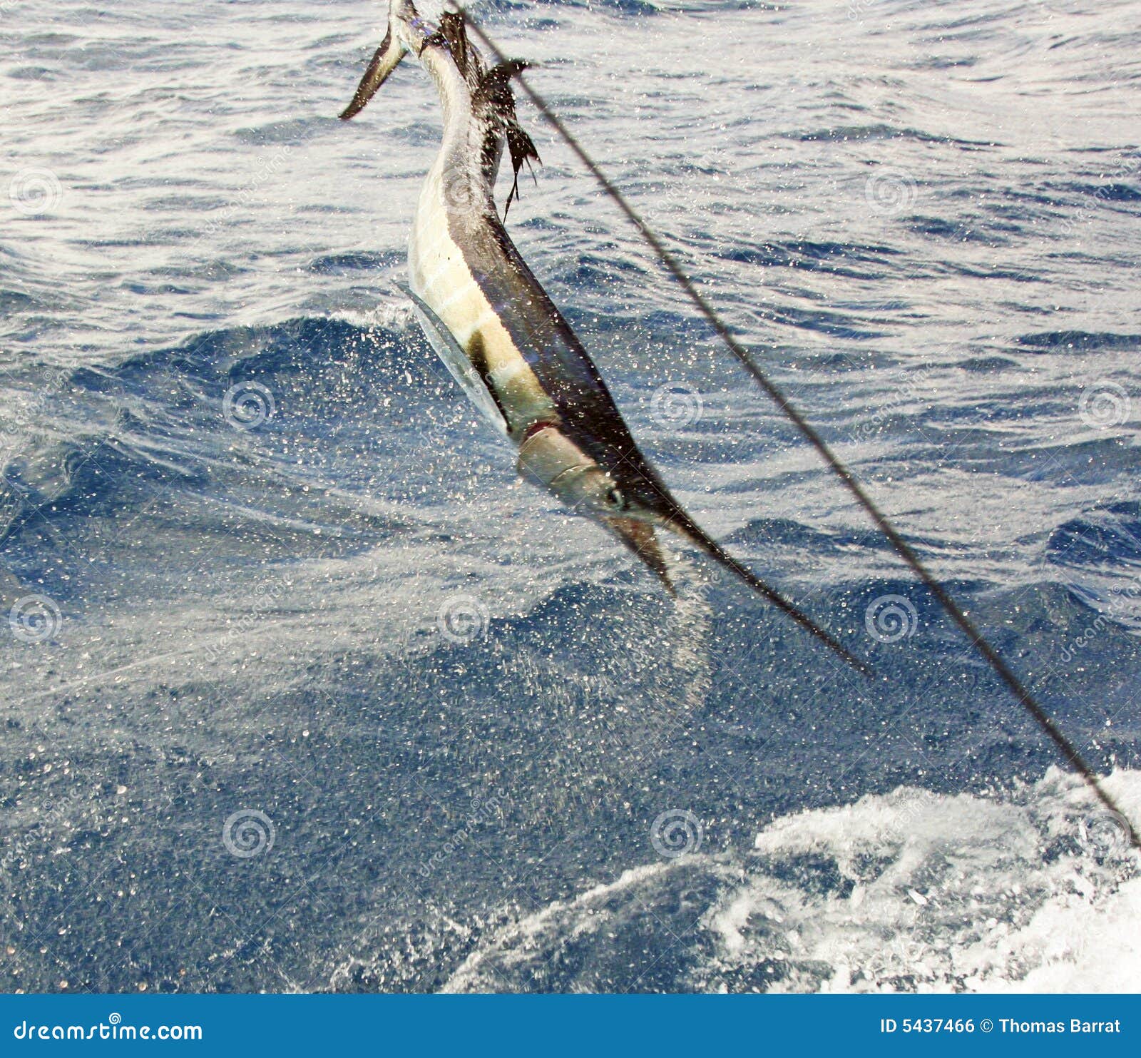 Sailfish Jumping On The Sea Surface With Saltwater Splashes Royalty ...