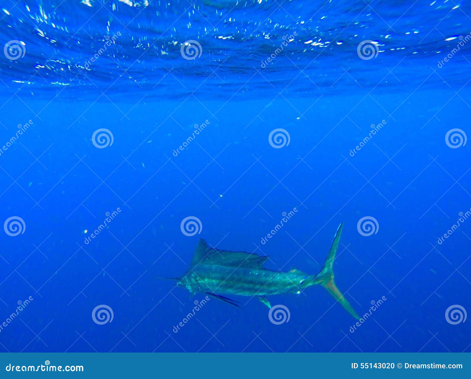 Sailfish stock photo. Image of underwater, nature, fishing - 55143020