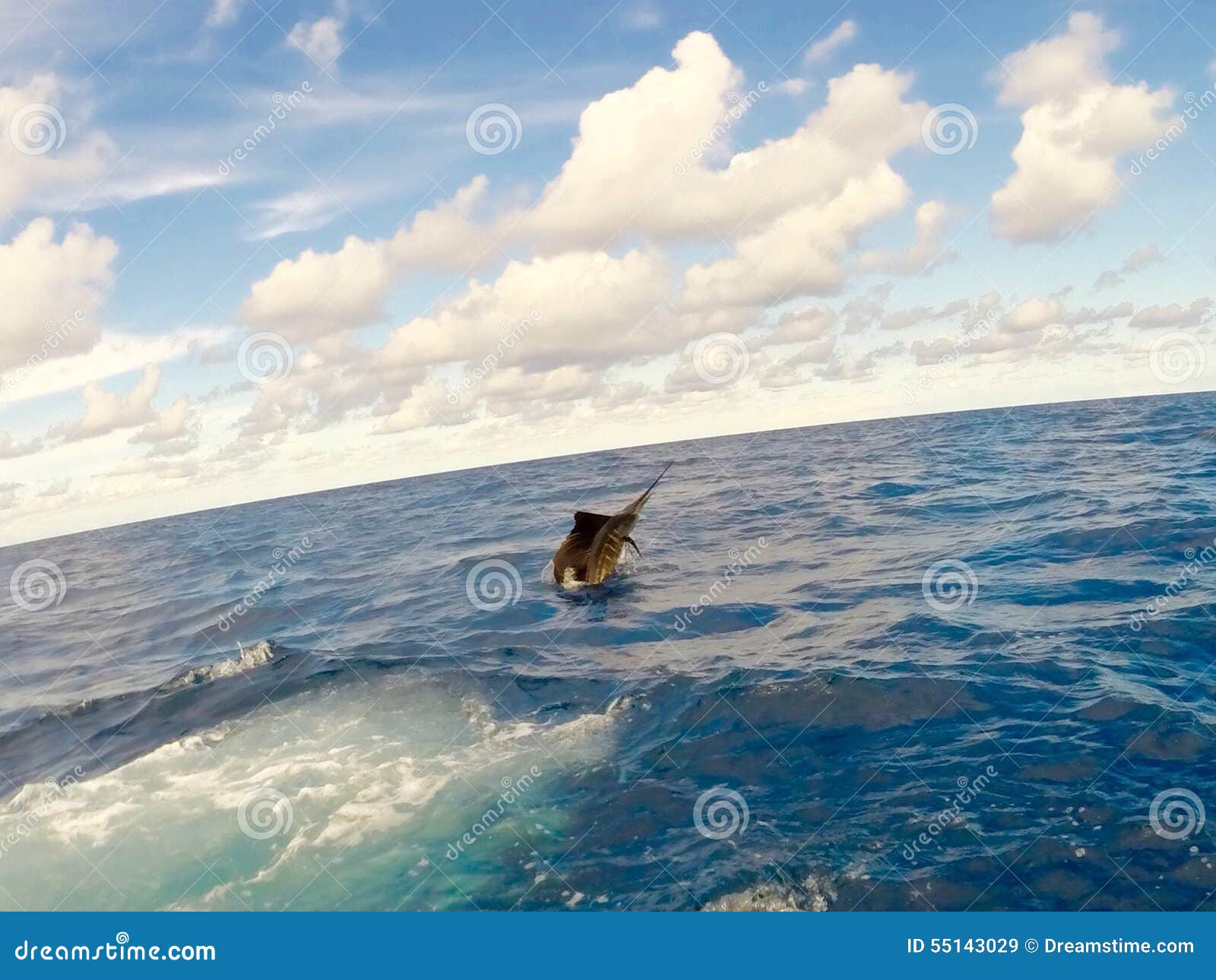 Sailfish stock image. Image of calm, fish, water, fishing - 55143029