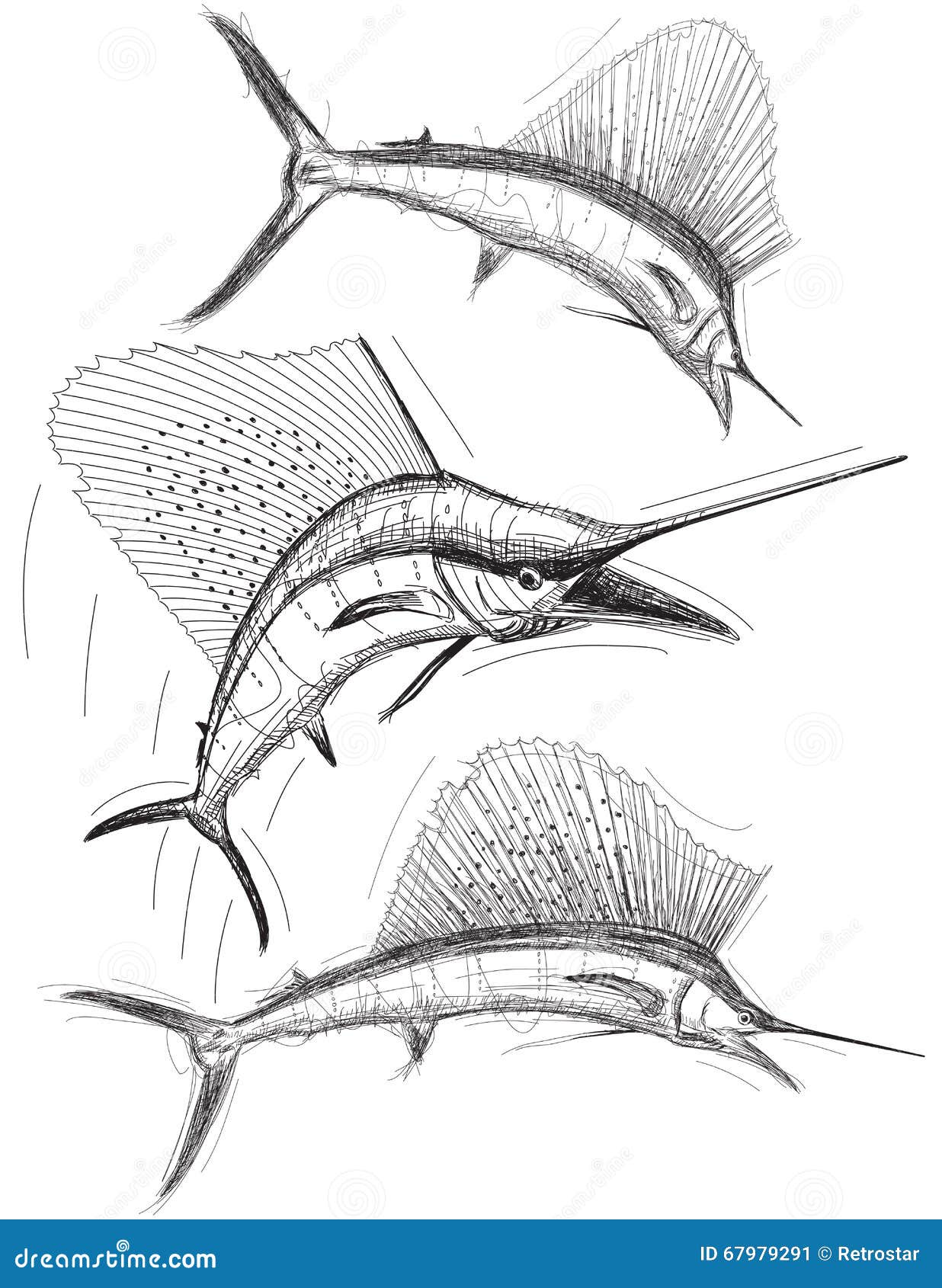Sailfish sketches stock vector. Illustration of scribble - 67979291