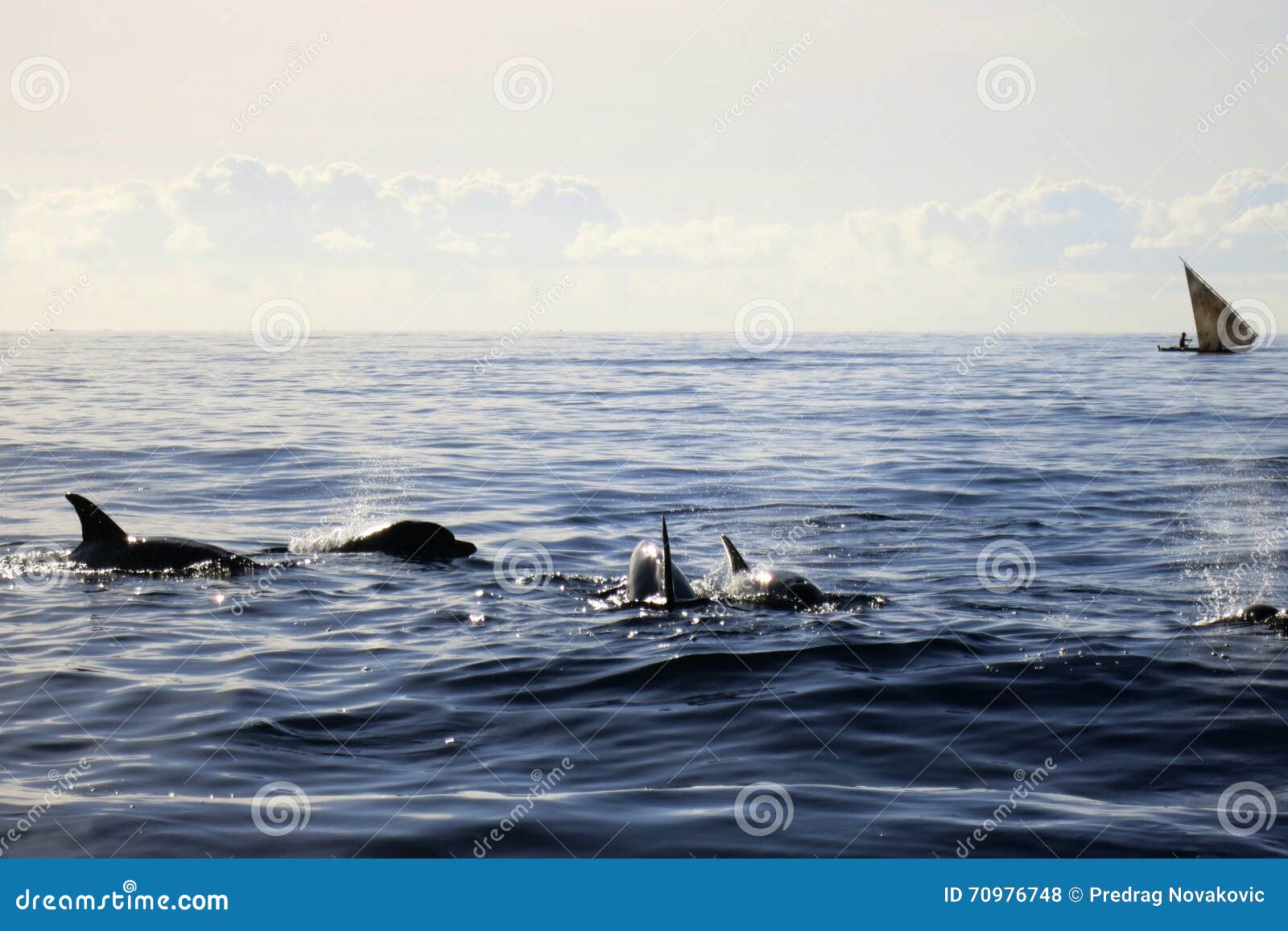Sailing with Dolphins stock photo. Image of idyllic, summer - 70976748