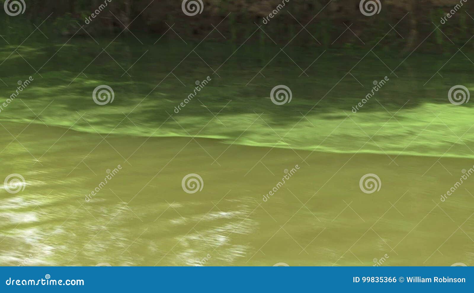 Water with Green Algae in the Amazon Stock Footage - Video of leaves ...