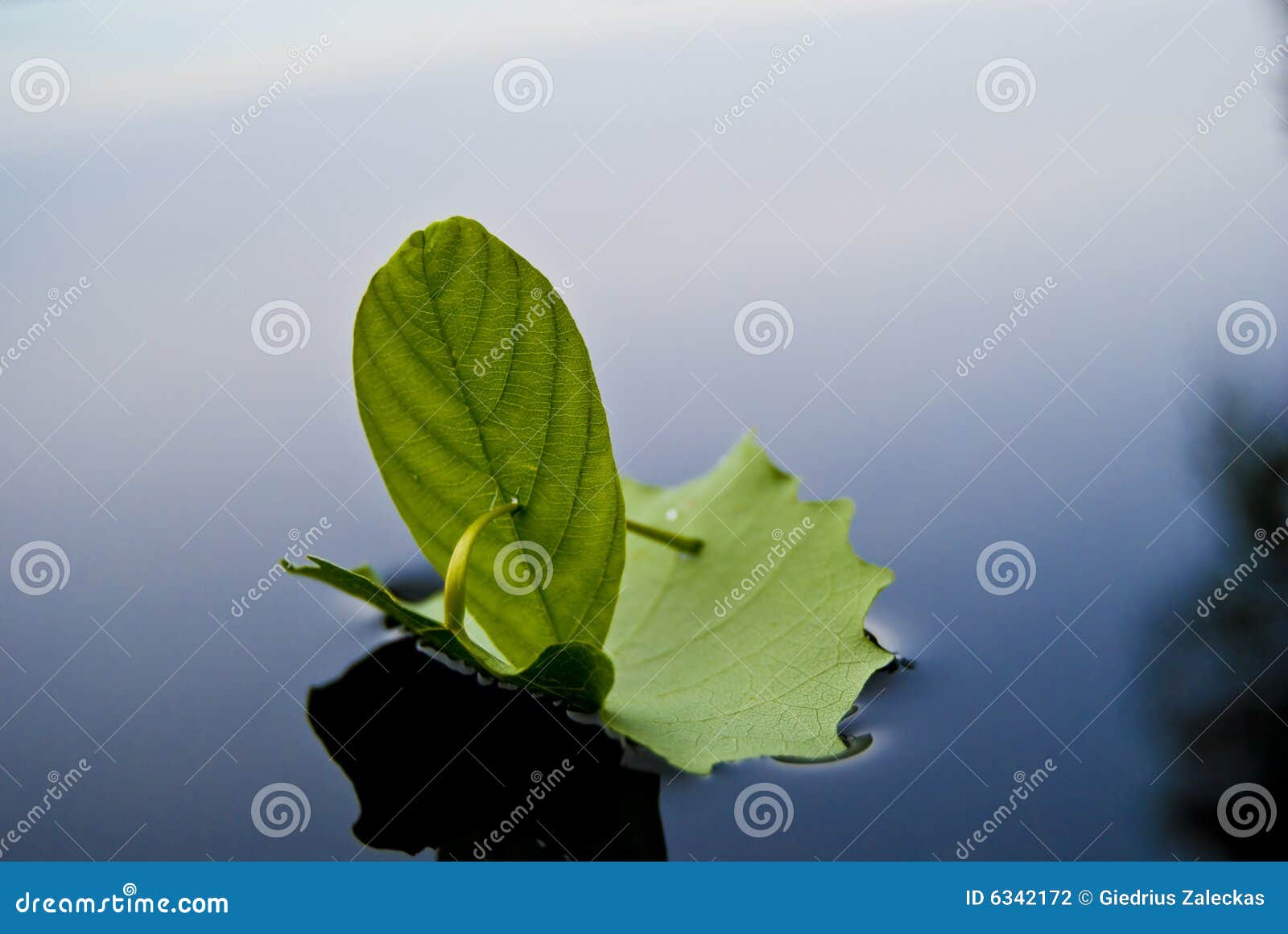Sailing ship from leafs stock photo. Image of leaf, macro - 6342172