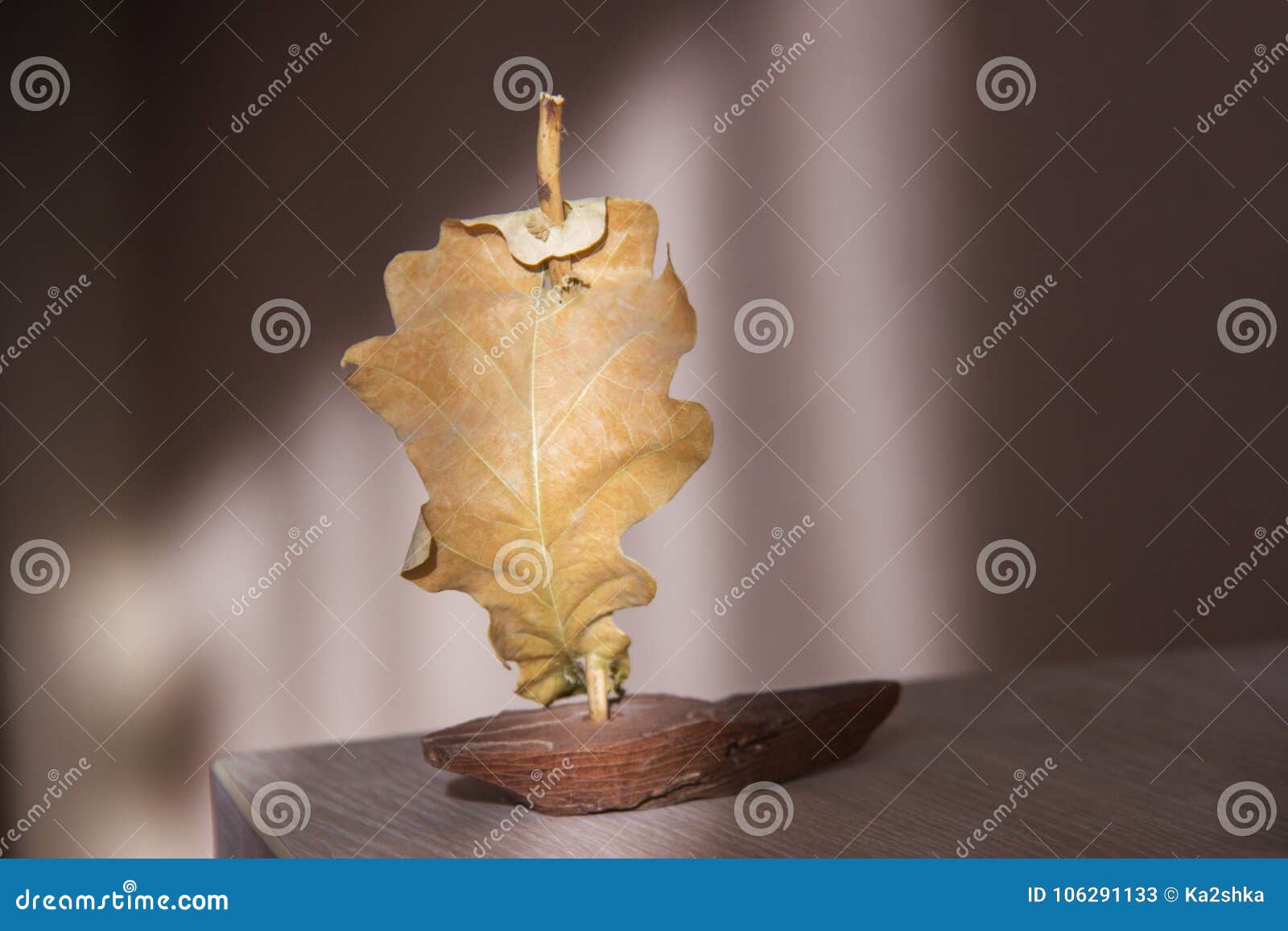 The Sailing Ship from the Oak Tree and Leaf. Stock Image - Image of ...