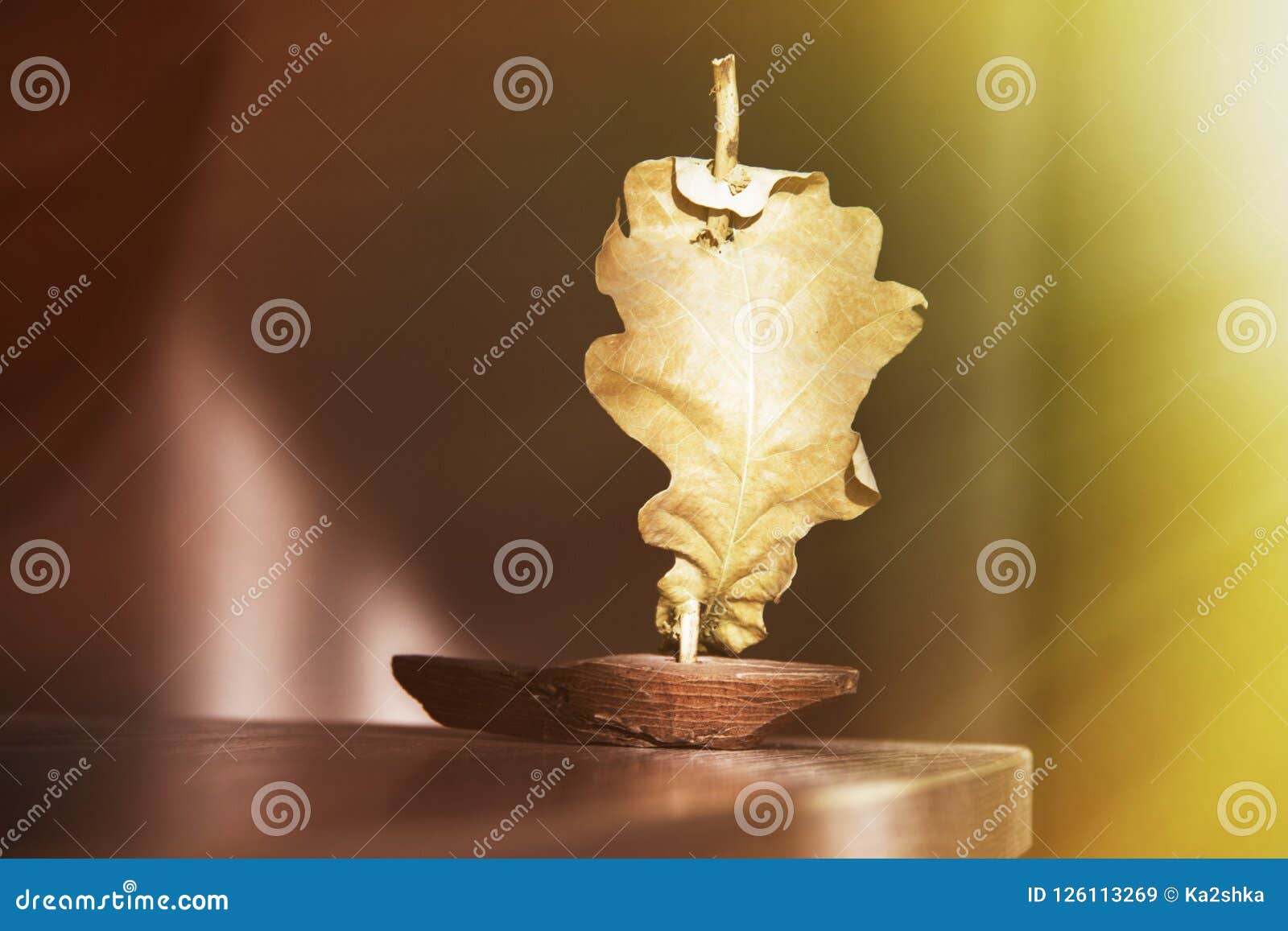 The Sailing Ship from the Oak Tree and Leaf. Stock Image - Image of ...