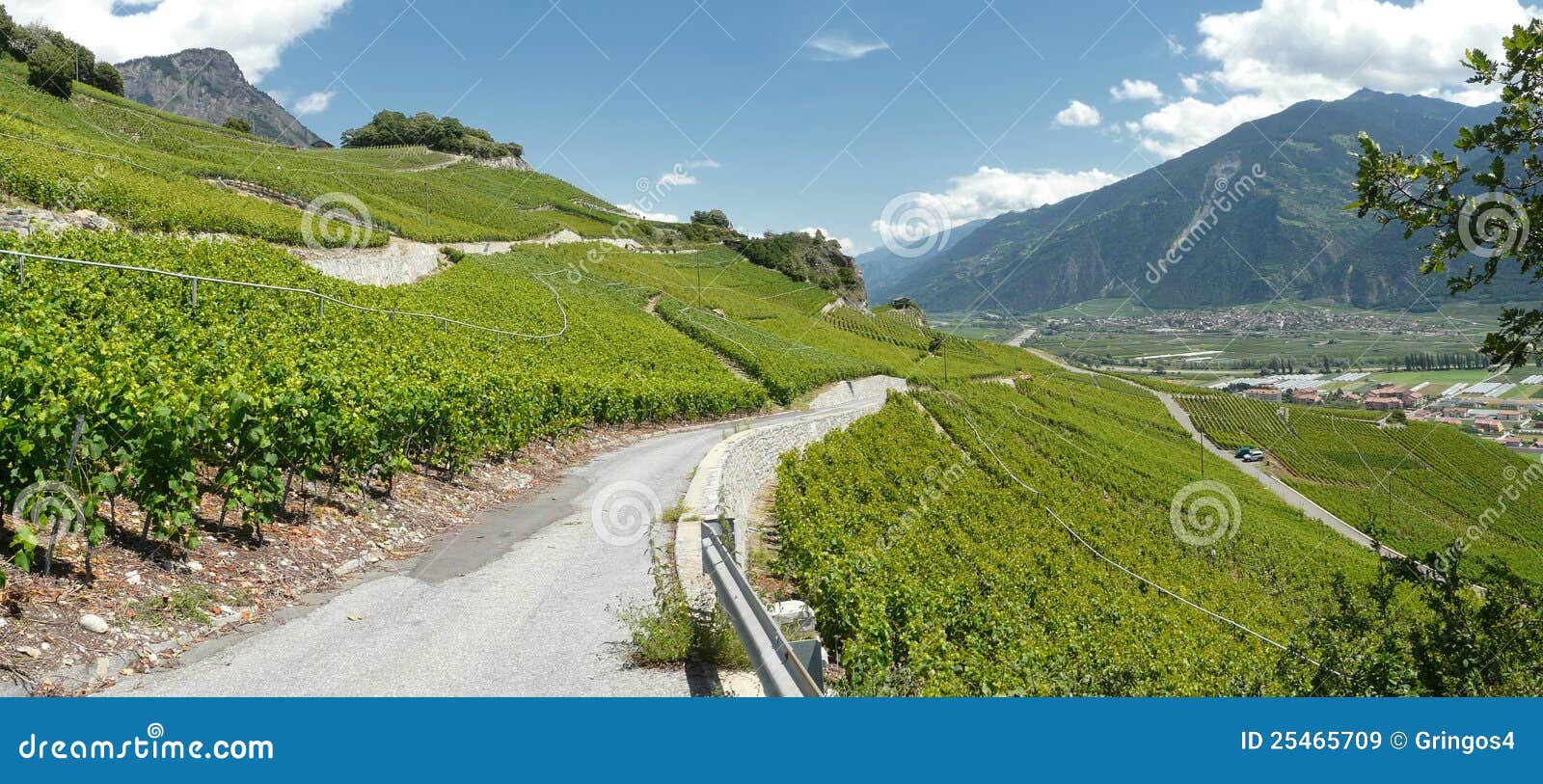 Saillon Vineyards Rhone Valley Wallis Stock Image - Image of panorama ...