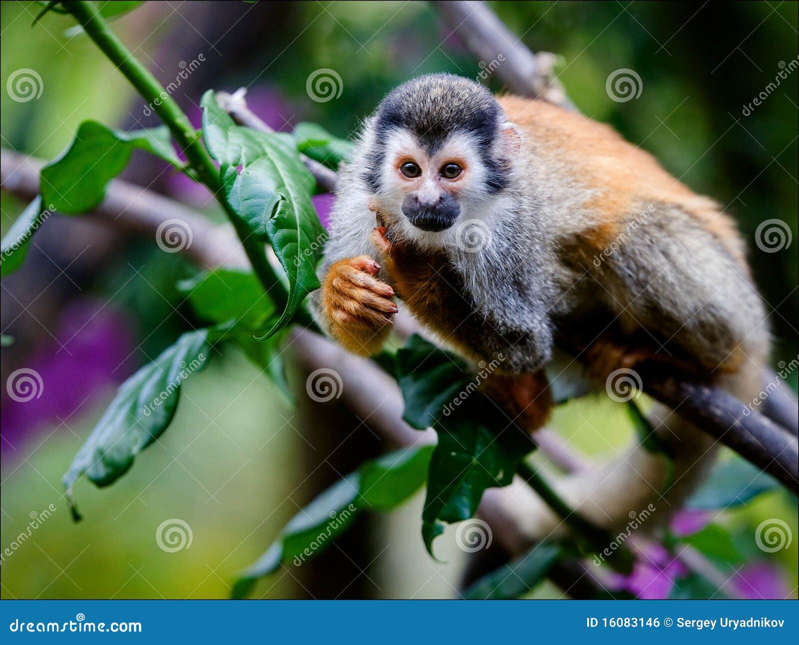 Saimiri. stock photo. Image of face, head, animals, flower - 16083146