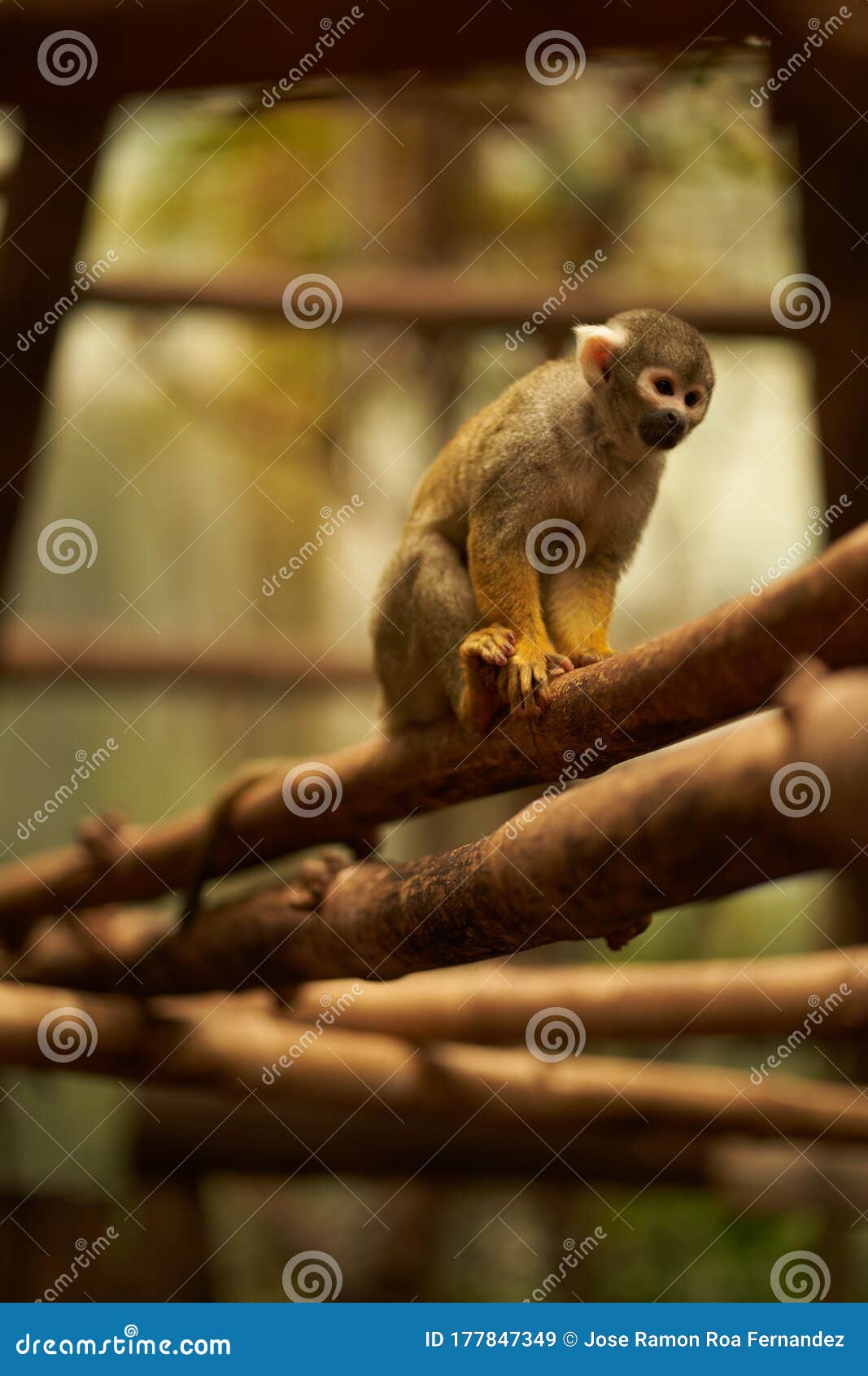 Saimiri Monkey Sitting on Logs Stock Image - Image of looking, curious ...