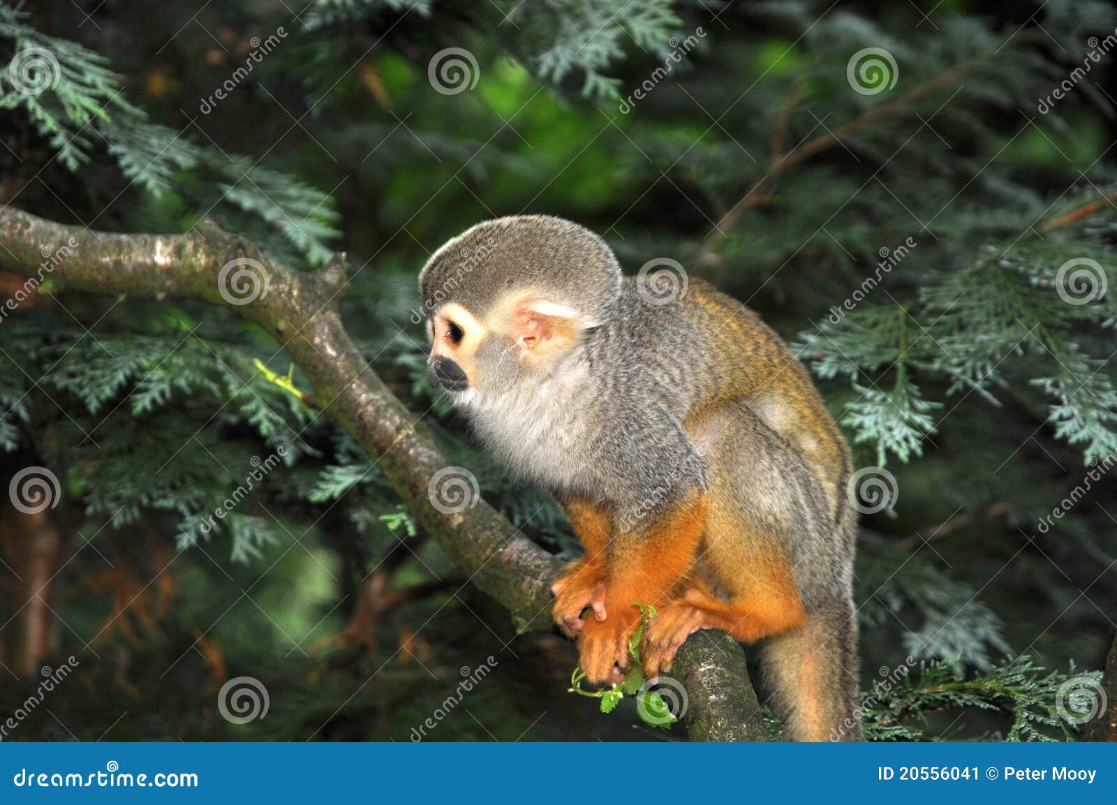 Saimiri monkey in tree stock image. Image of america - 20556041